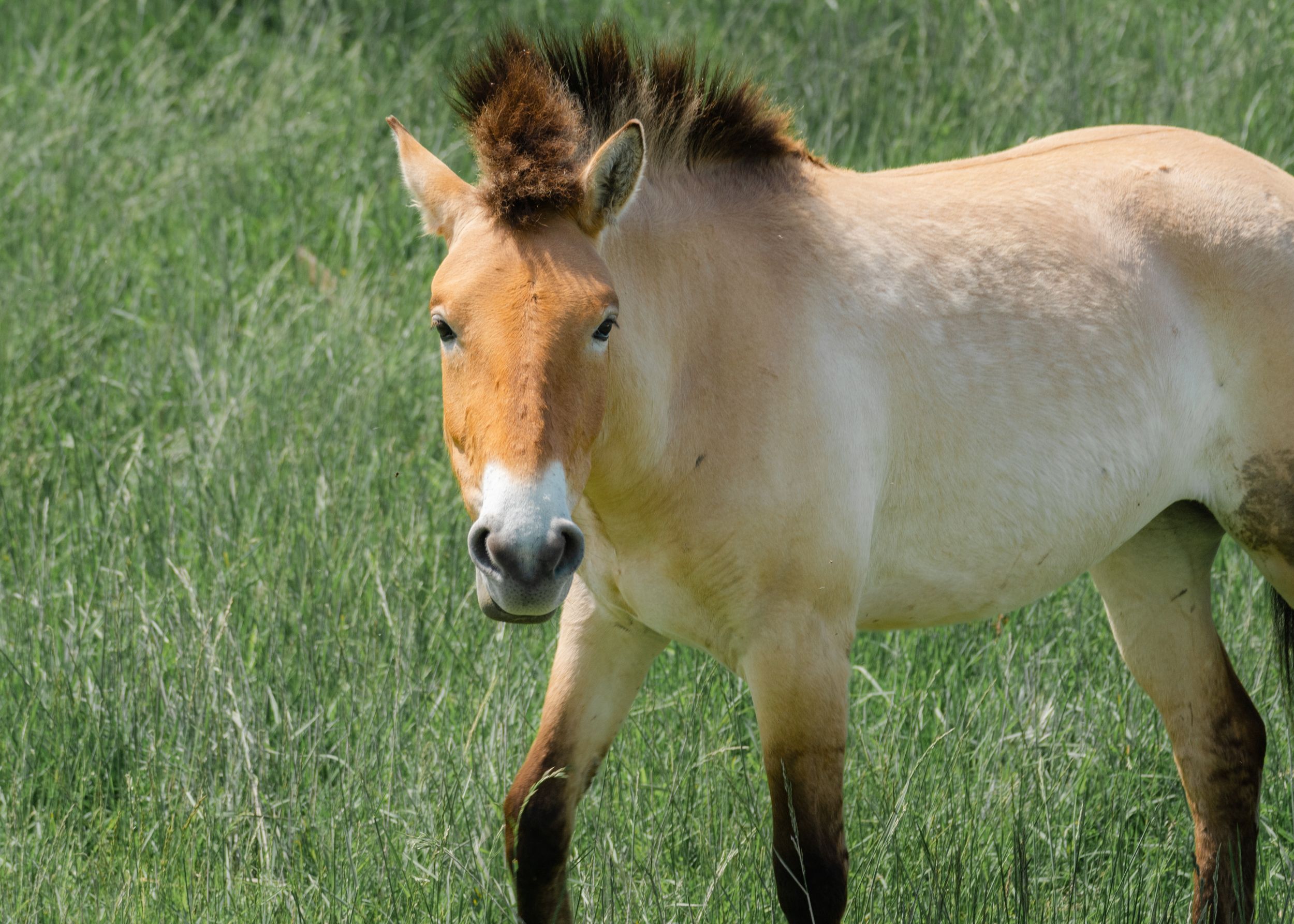 Photographing The Wilds - Katelyn Chef
