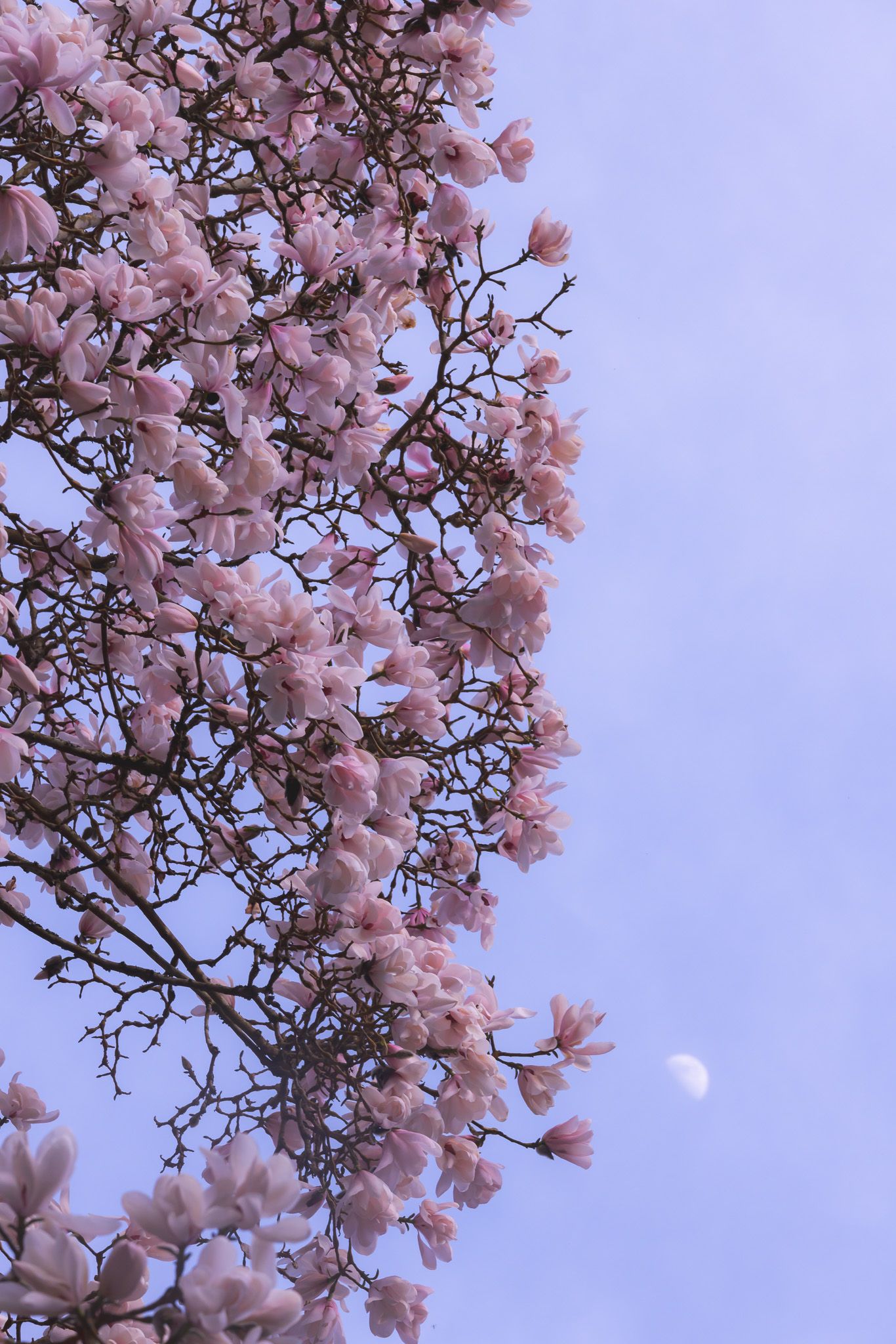 Oceania - Danielle Gillard Photography