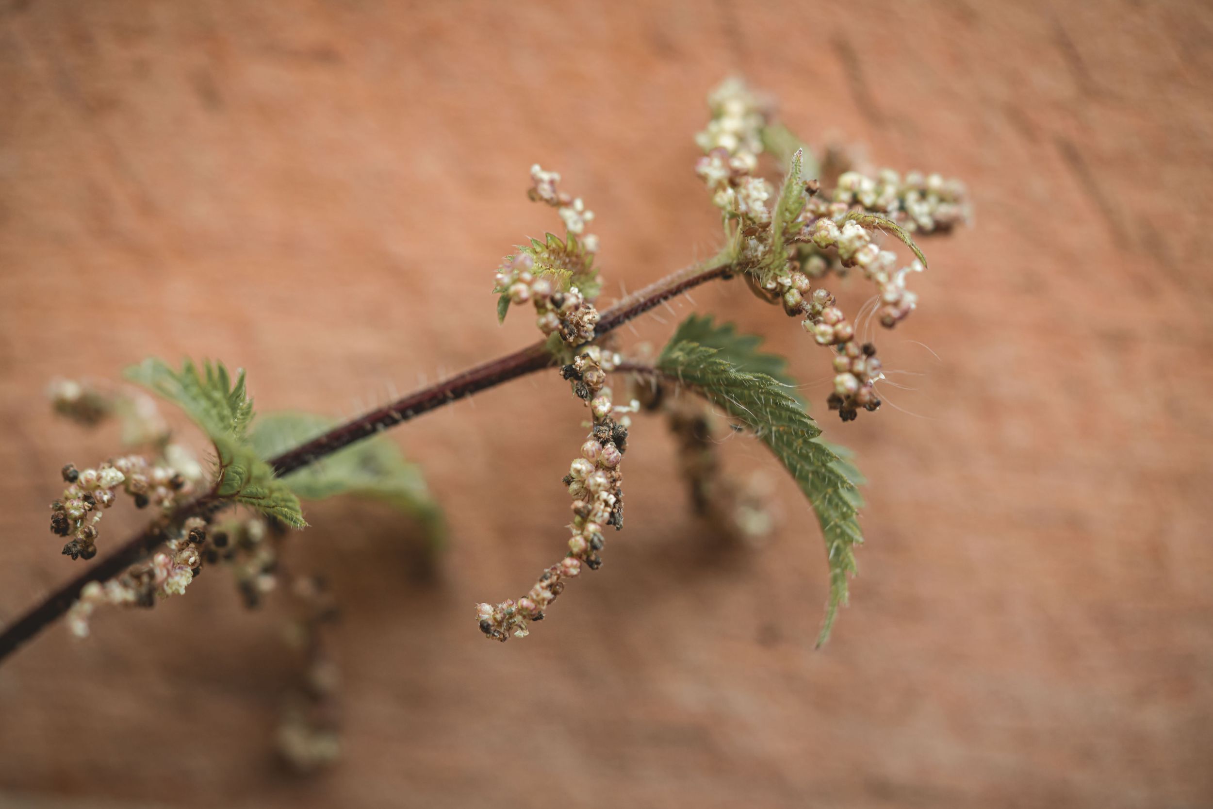 Nettle Seeds - The Grizzly Forager: The Definitive Guide to Foraging ...