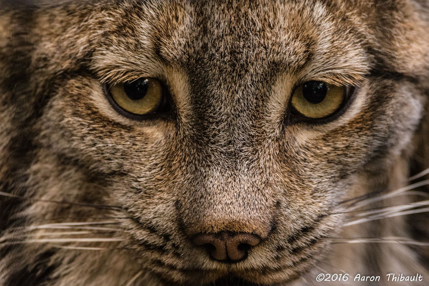 Wildlife - Aaron Thibault Photography