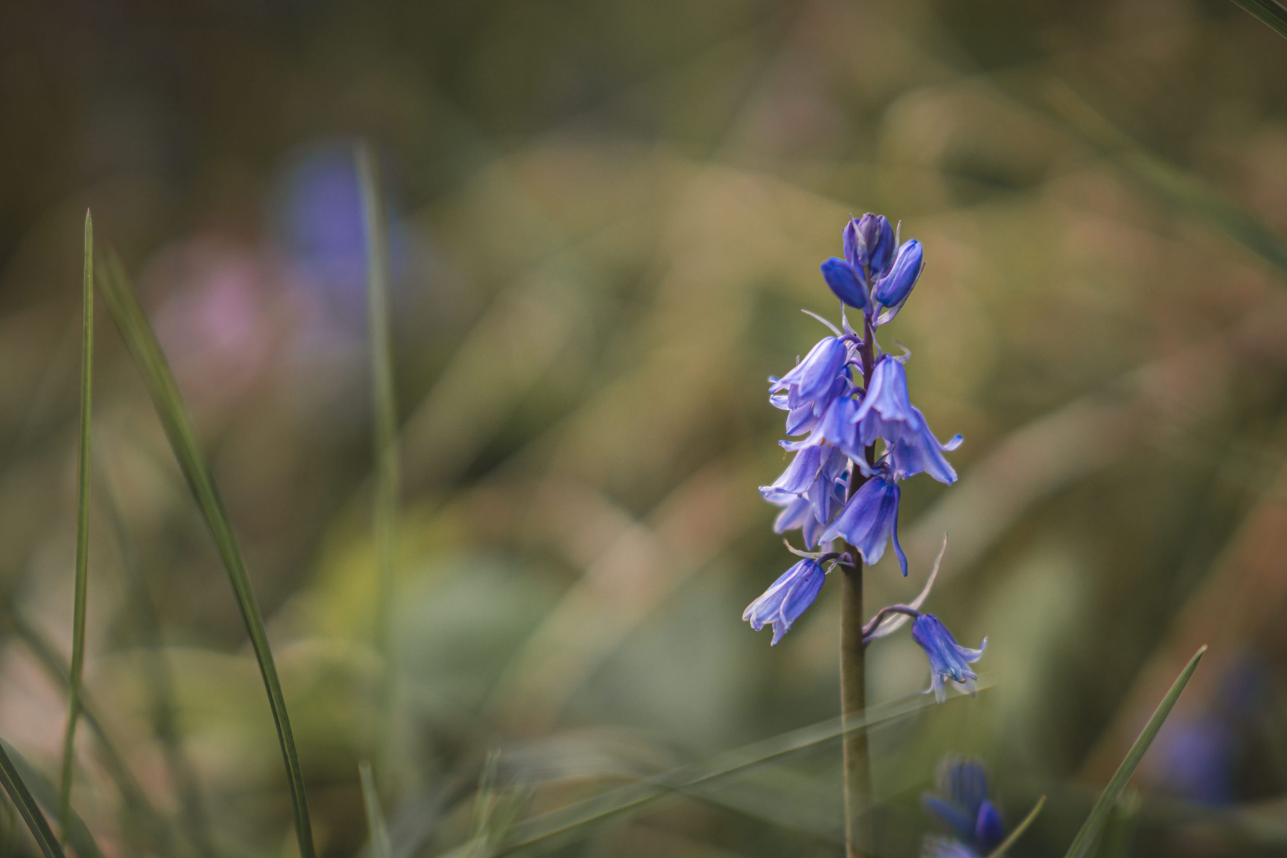 Toxic Lookalikes: Bluebells - The Grizzly Forager: The Definitive Guide ...