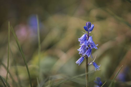 Toxic Lookalikes: Bluebells - The Grizzly Forager: The Definitive Guide ...