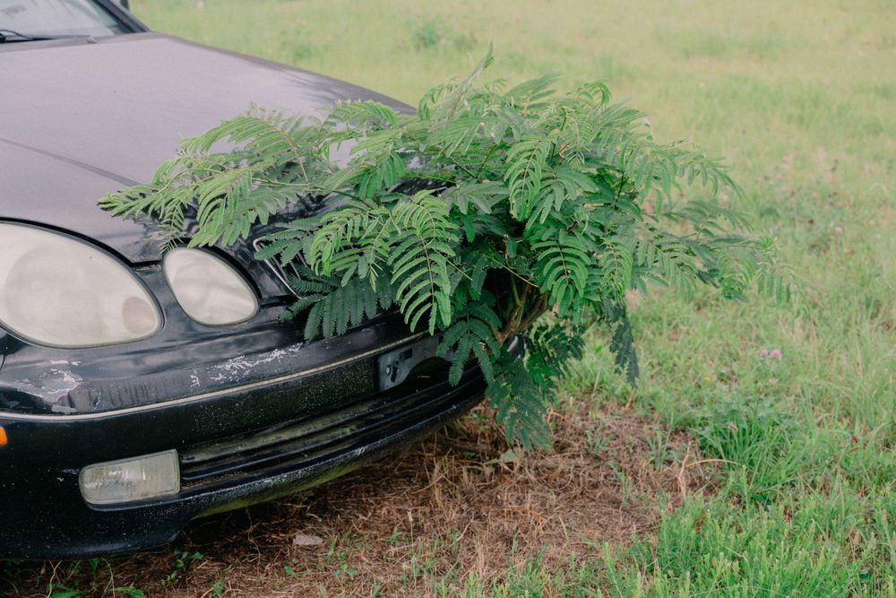 Southern Summer - Josiah Walker Photography