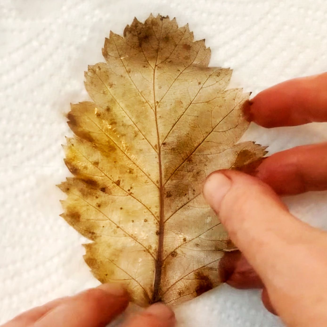 How to Make Leaf Skeletons - Leigh Schneider