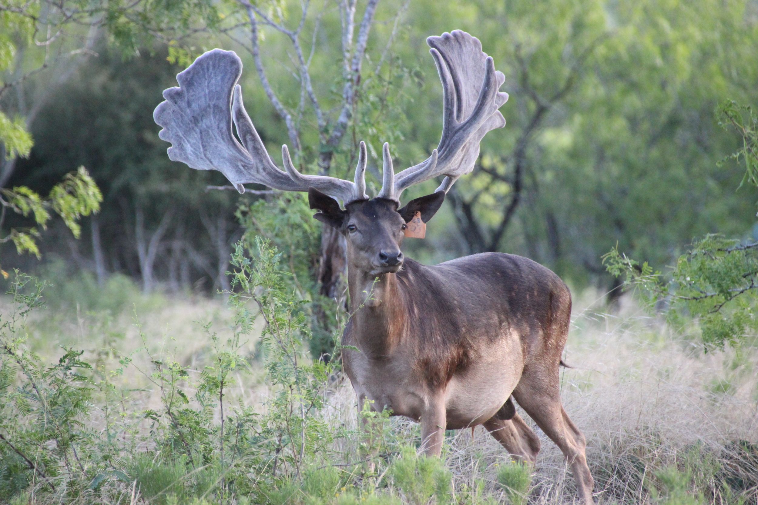 Fallow Breeders - Sola Fe Ranch