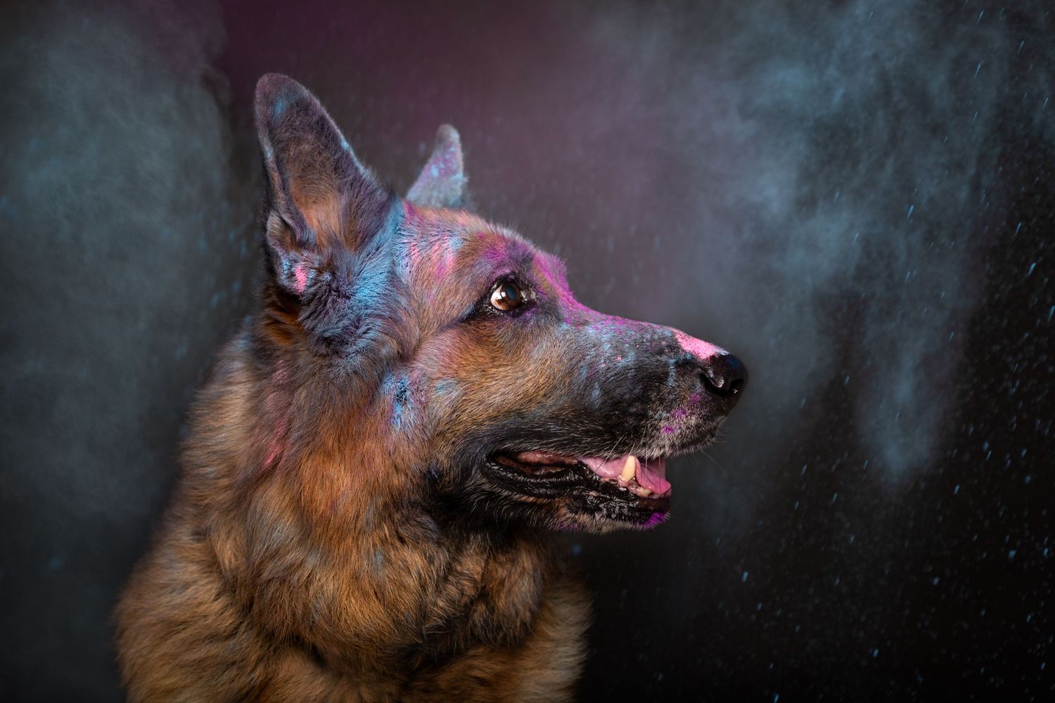 ANA ABDO FOTOGRAFÍA CANINA