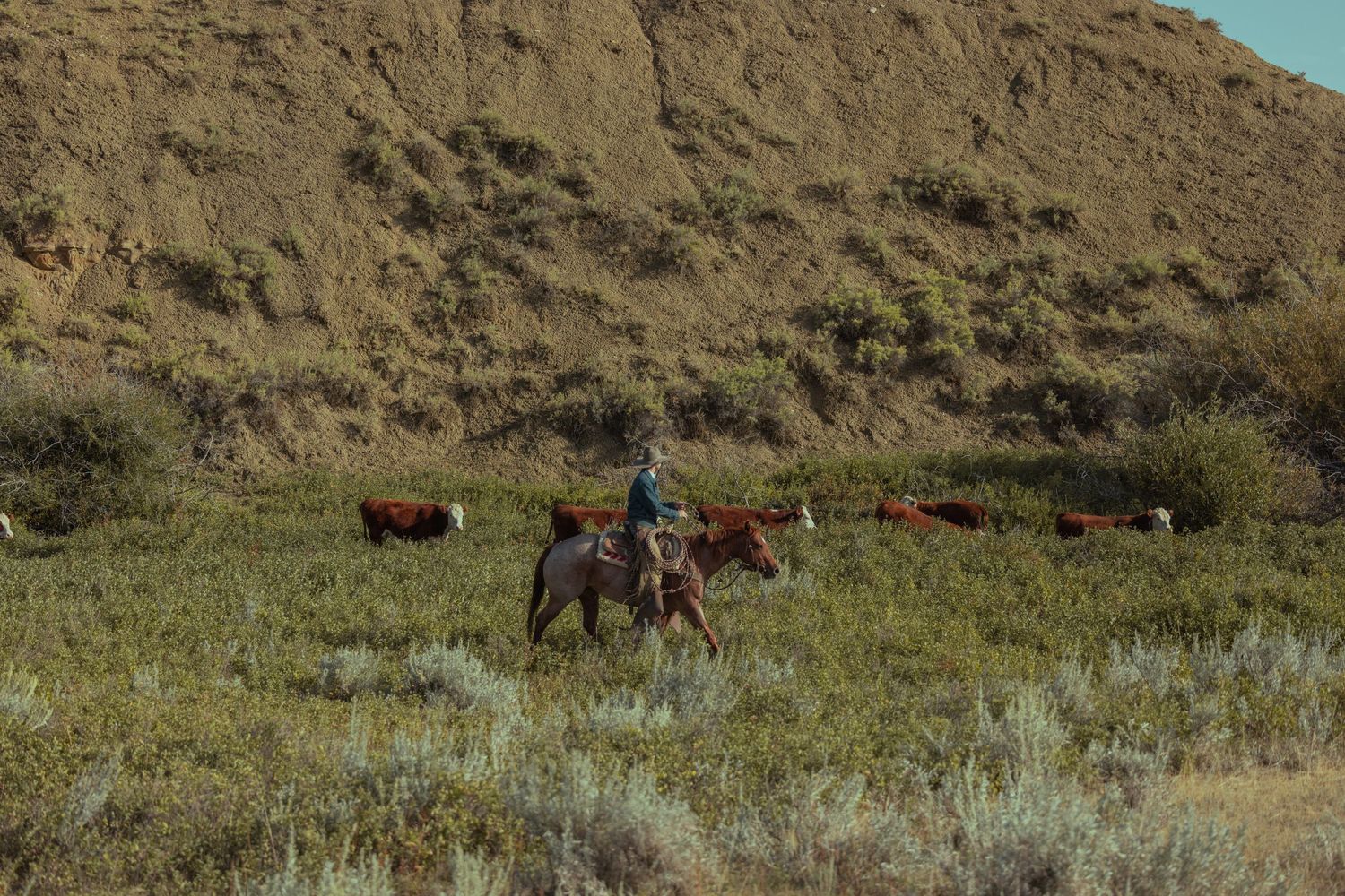 Ross Ranch - Wildrose Imagery