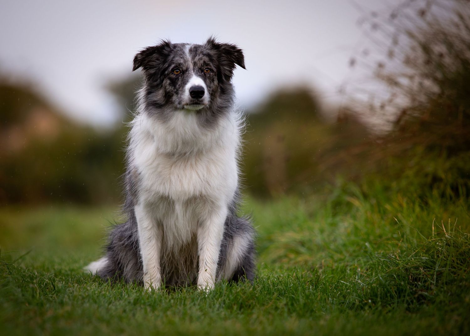 Portfolio - Furever Friends Pet Portraits