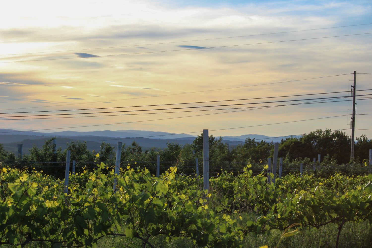 U Pick - Vista of Maine Winery & Cidery, Wedding Venue, Apple Orchard ...