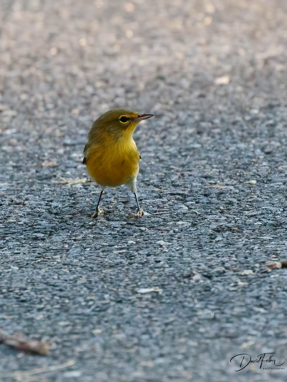 David Felber Photography