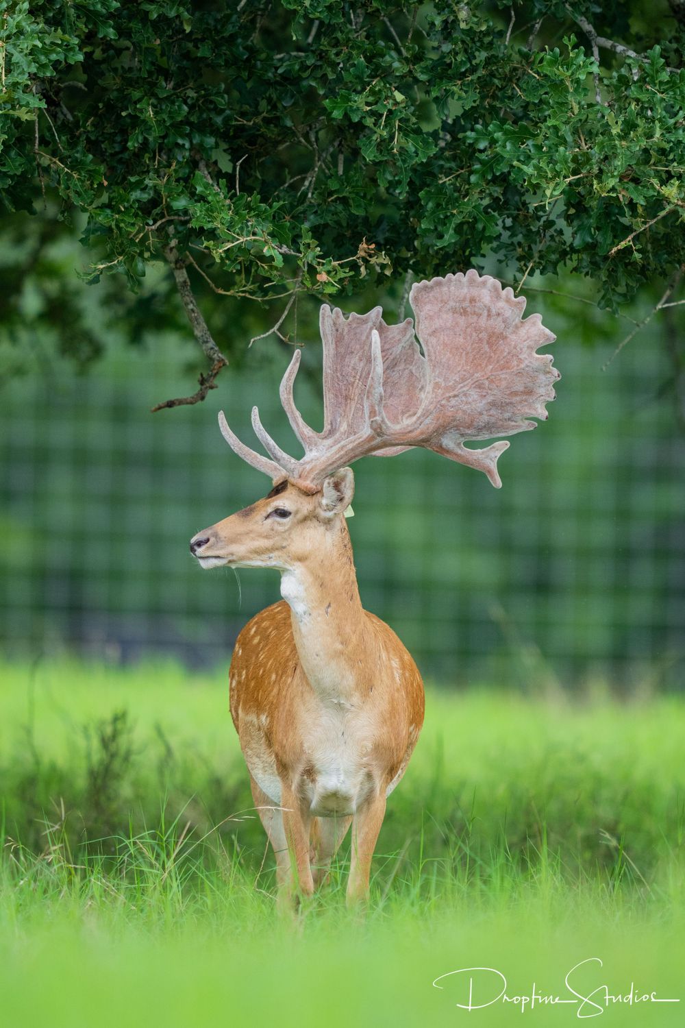 Fallow Breeders - Sola Fe Ranch