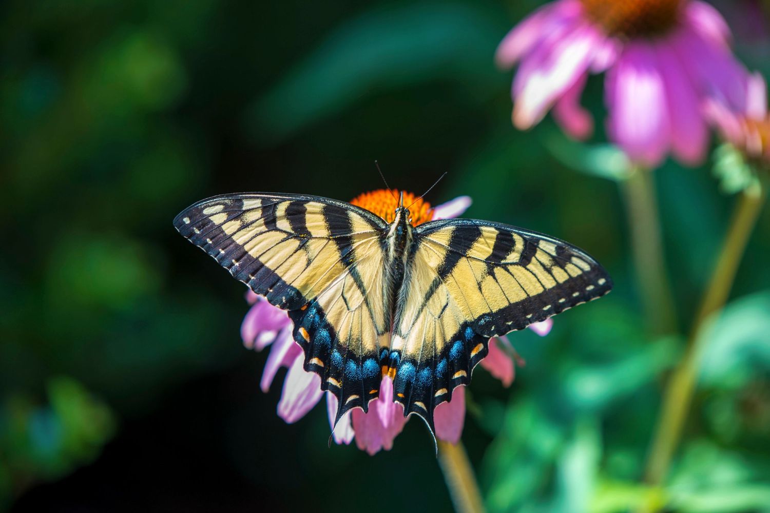 Contact - Victoria Lee Photography, LLC