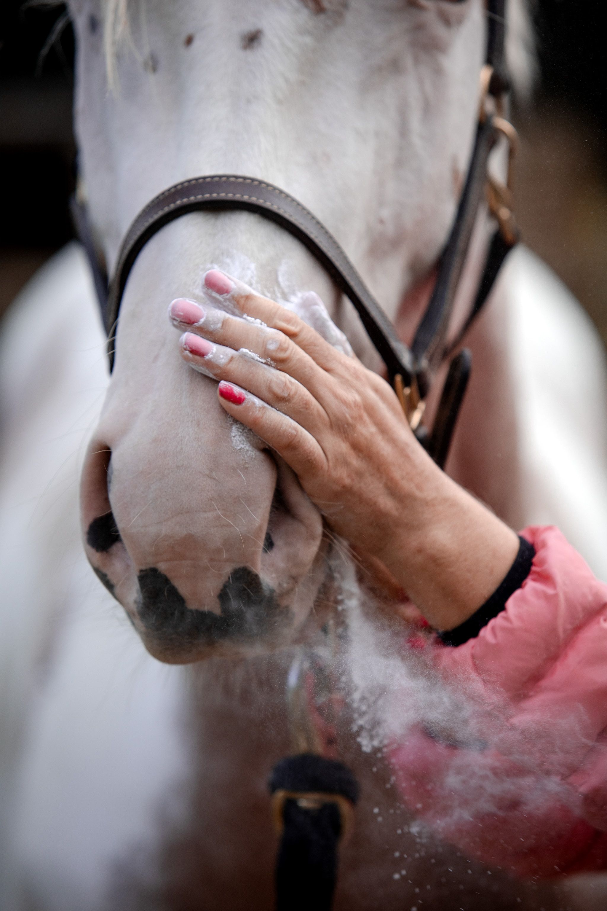 How to groom your horse for the perfect shine - Anna Archinger | Horse ...