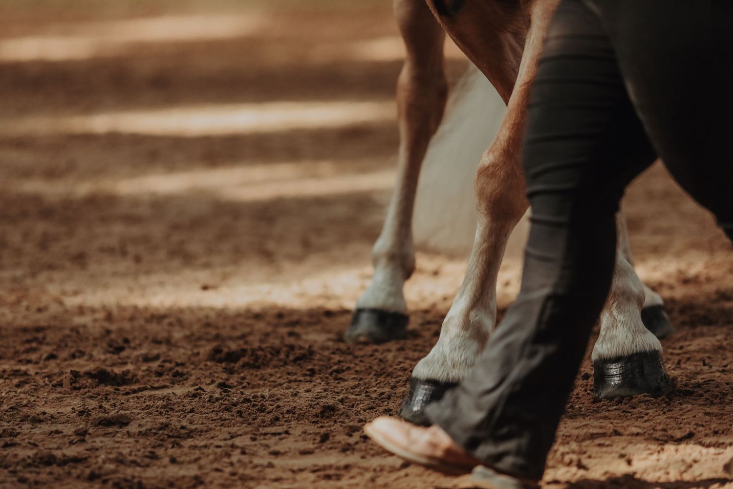 Horse Show Photography Denmark - Anna Archinger | Horse Photography
