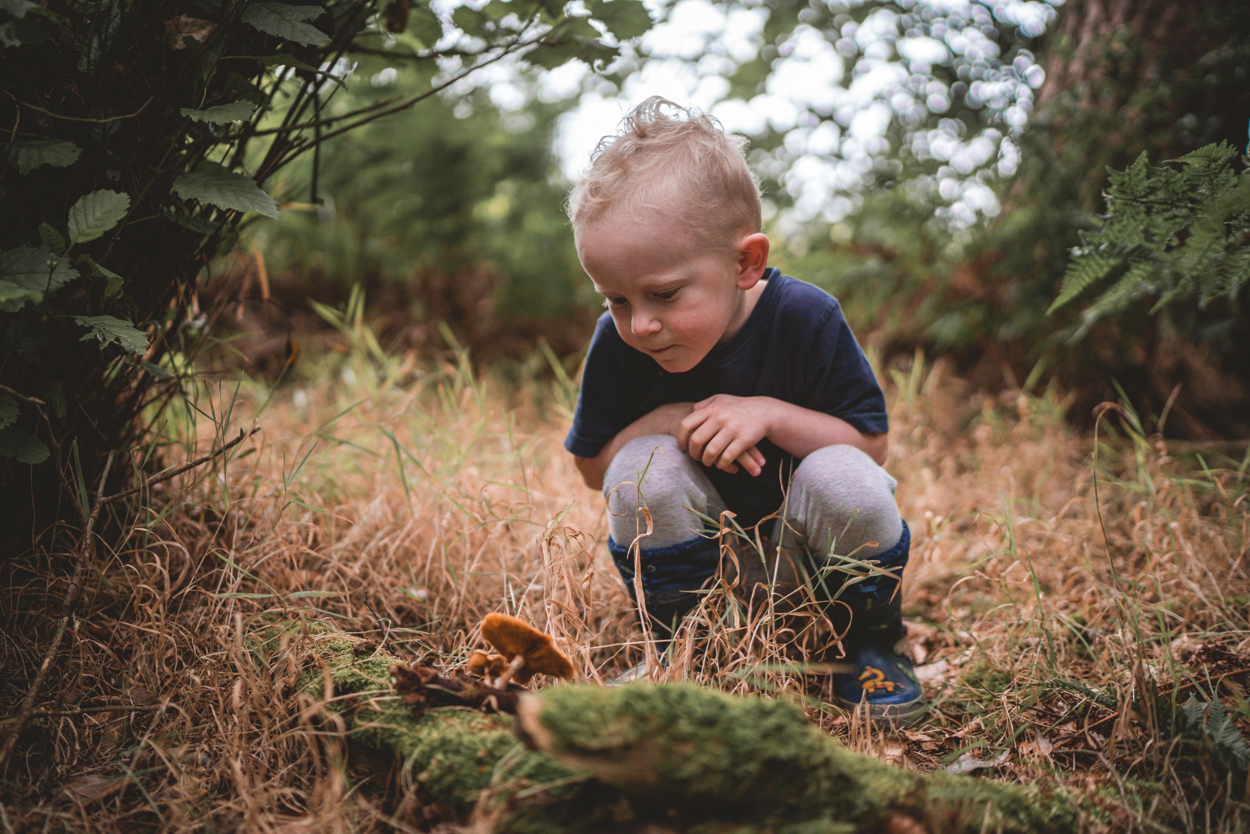 Foraging: All You Need To Know - The Grizzly Forager: The Definitive ...