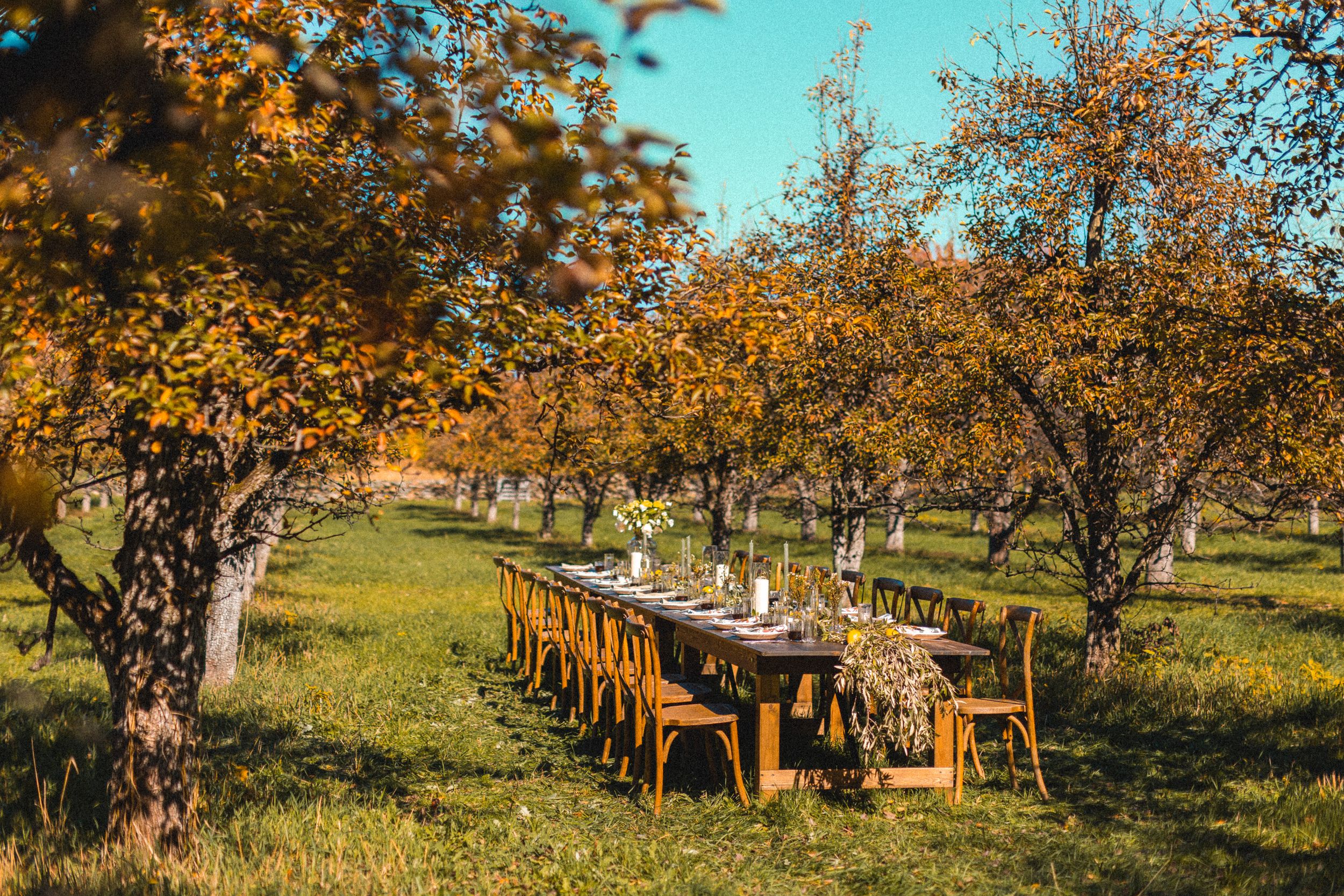 Vineyards + Orchards - Someplace Upstate