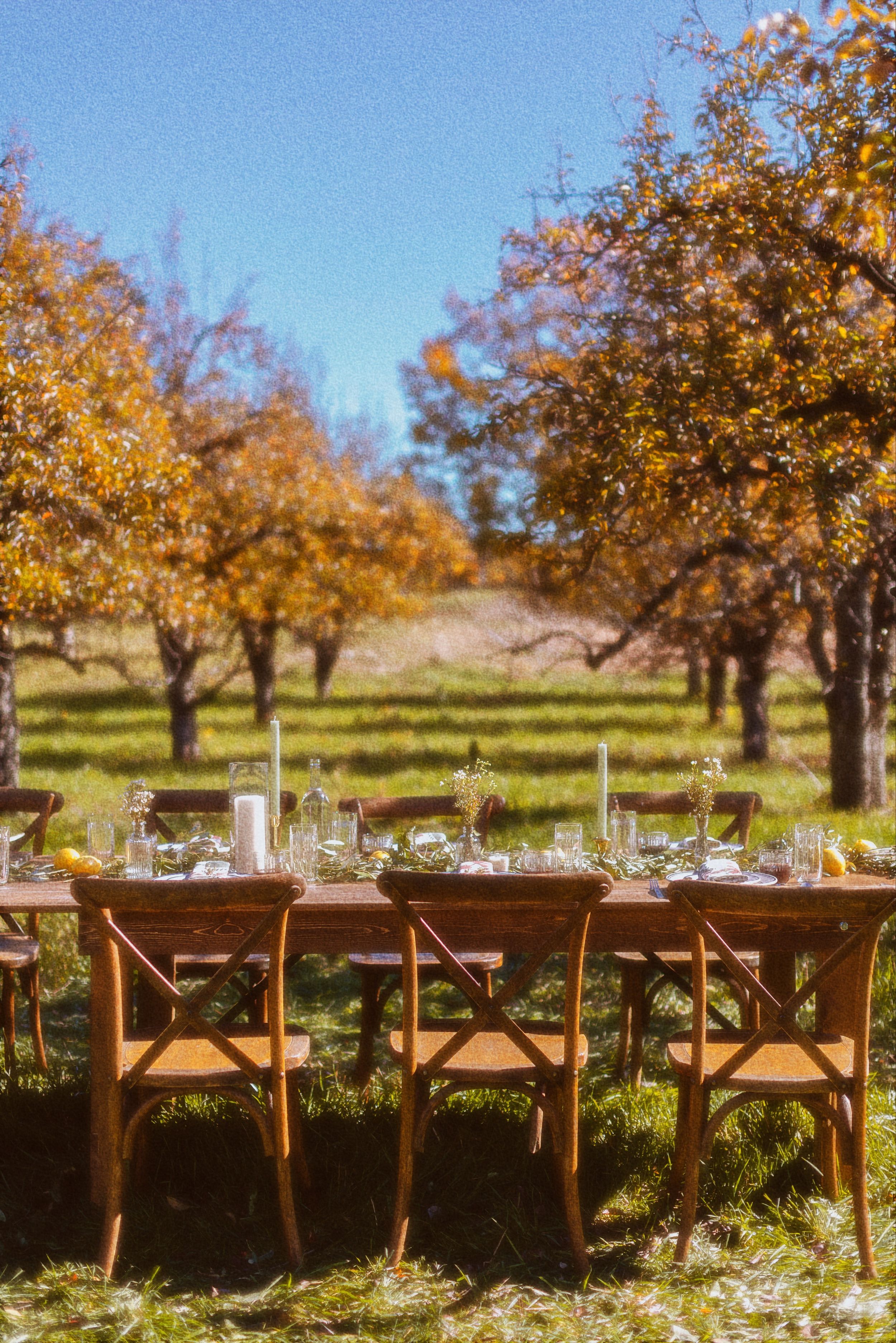 Vineyards + Orchards - Someplace Upstate