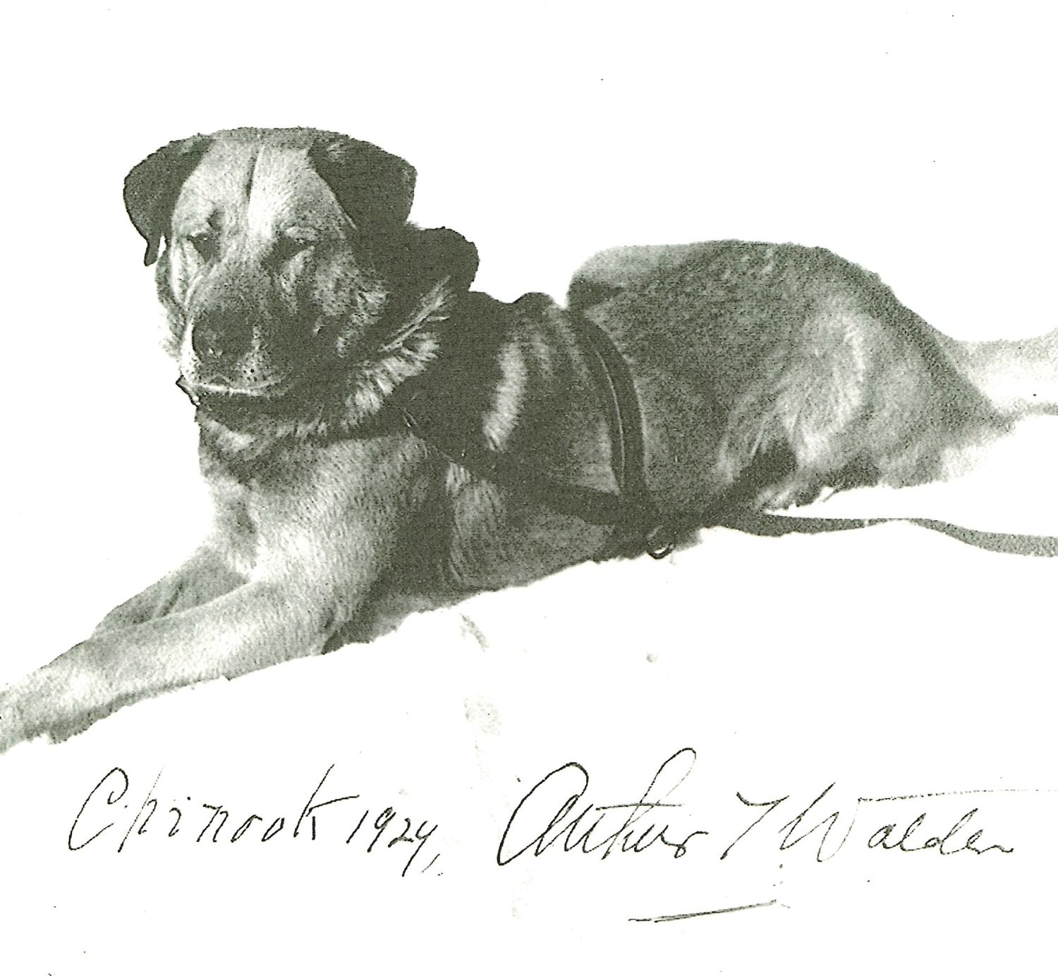 Chinook Dog History - Intervale Chinooks
