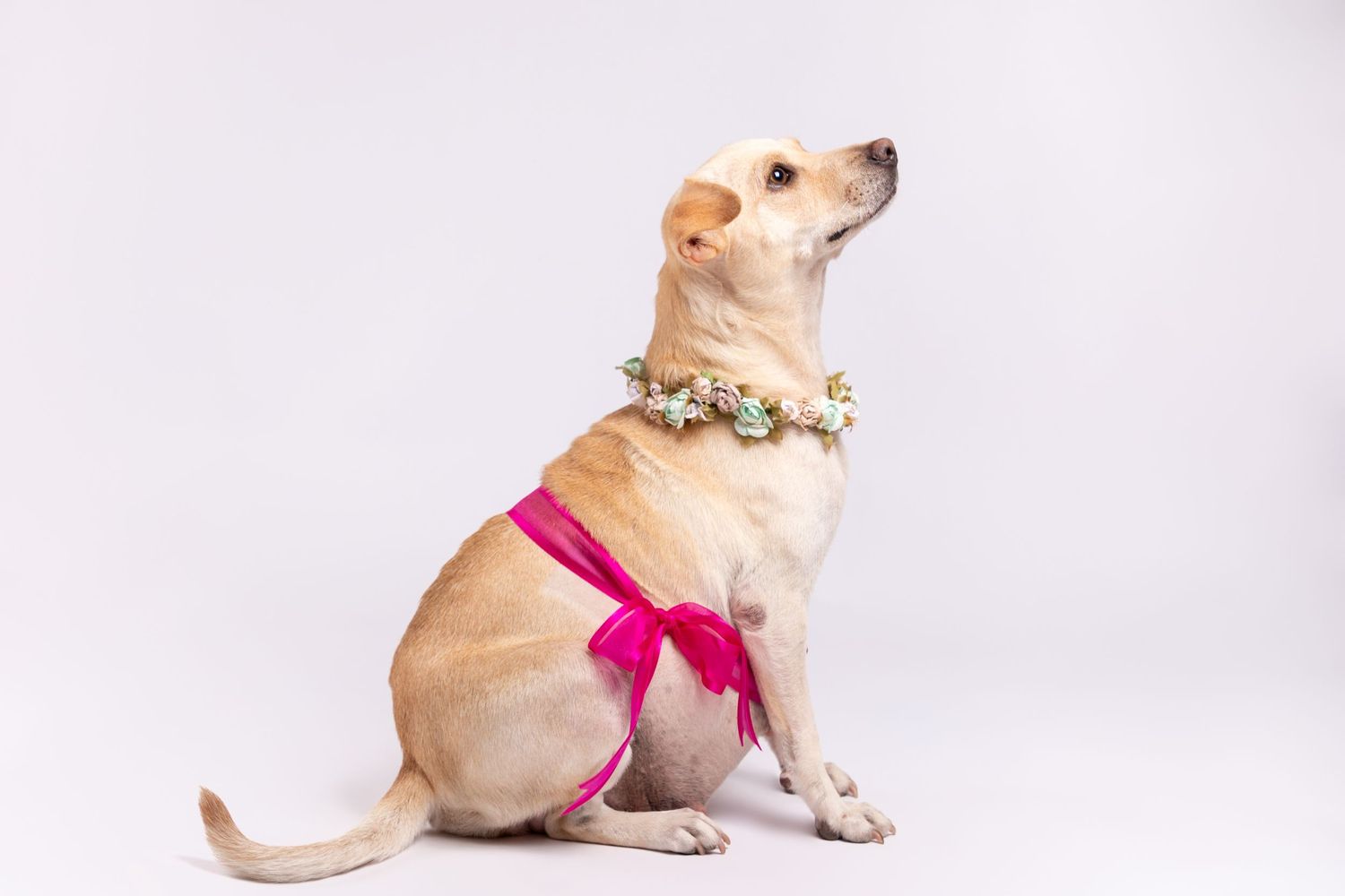 NEW BORN - ANA ABDO FOTOGRAFÍA CANINA