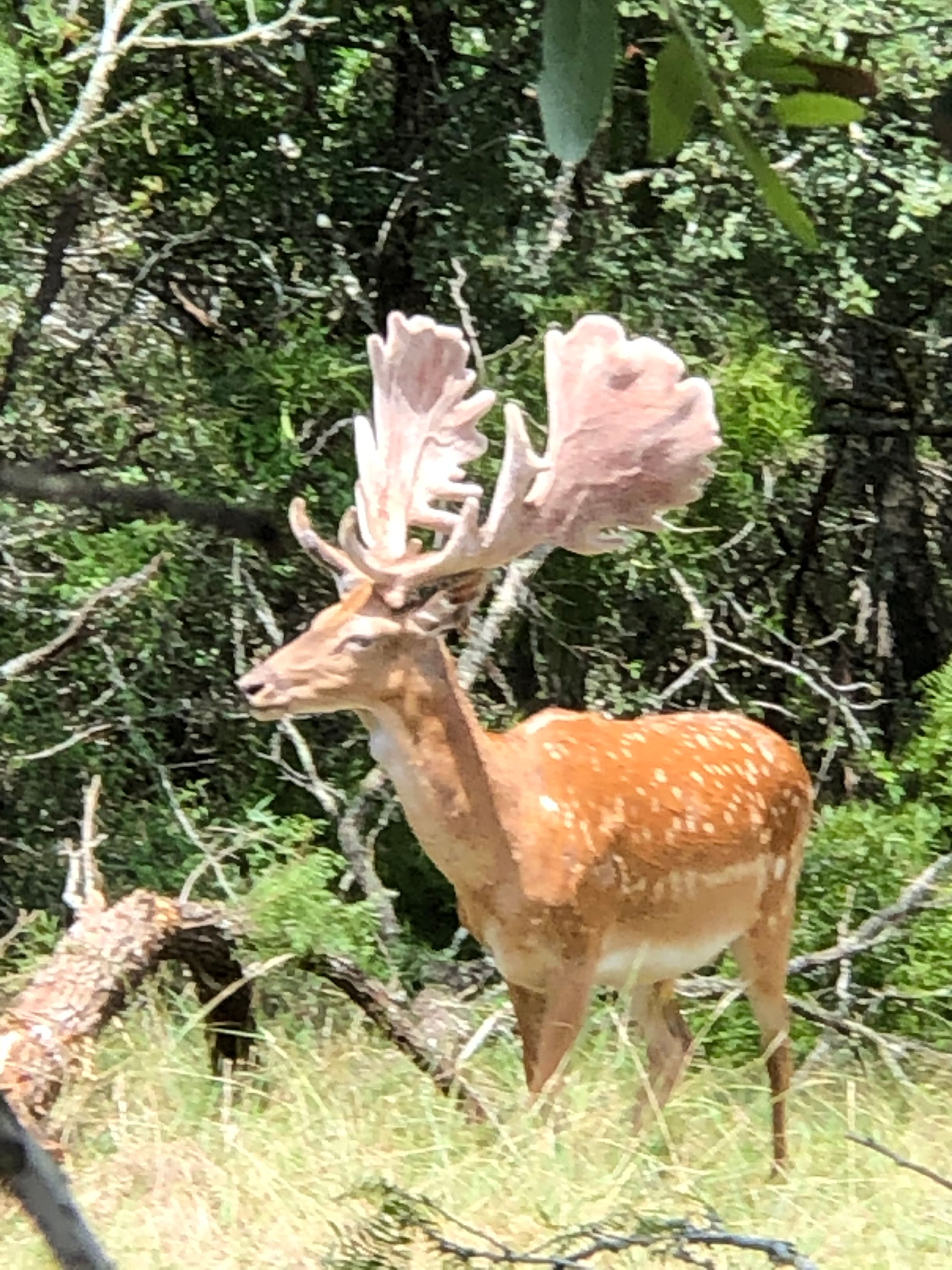 Fallow Breeders - Sola Fe Ranch