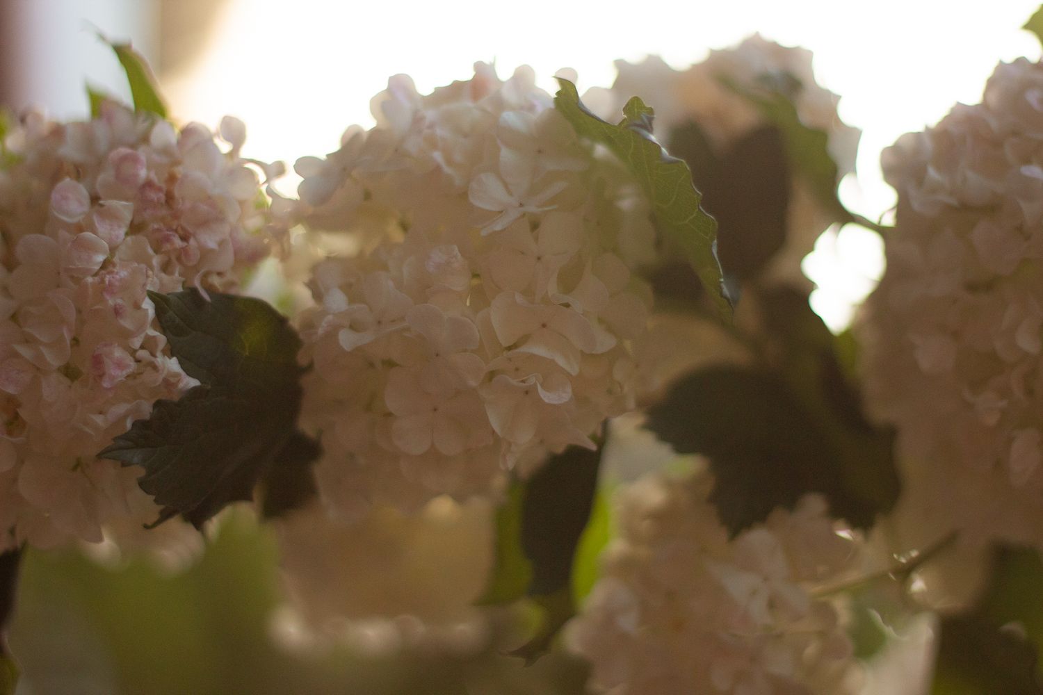 Gallery - Sierra Noble Photography