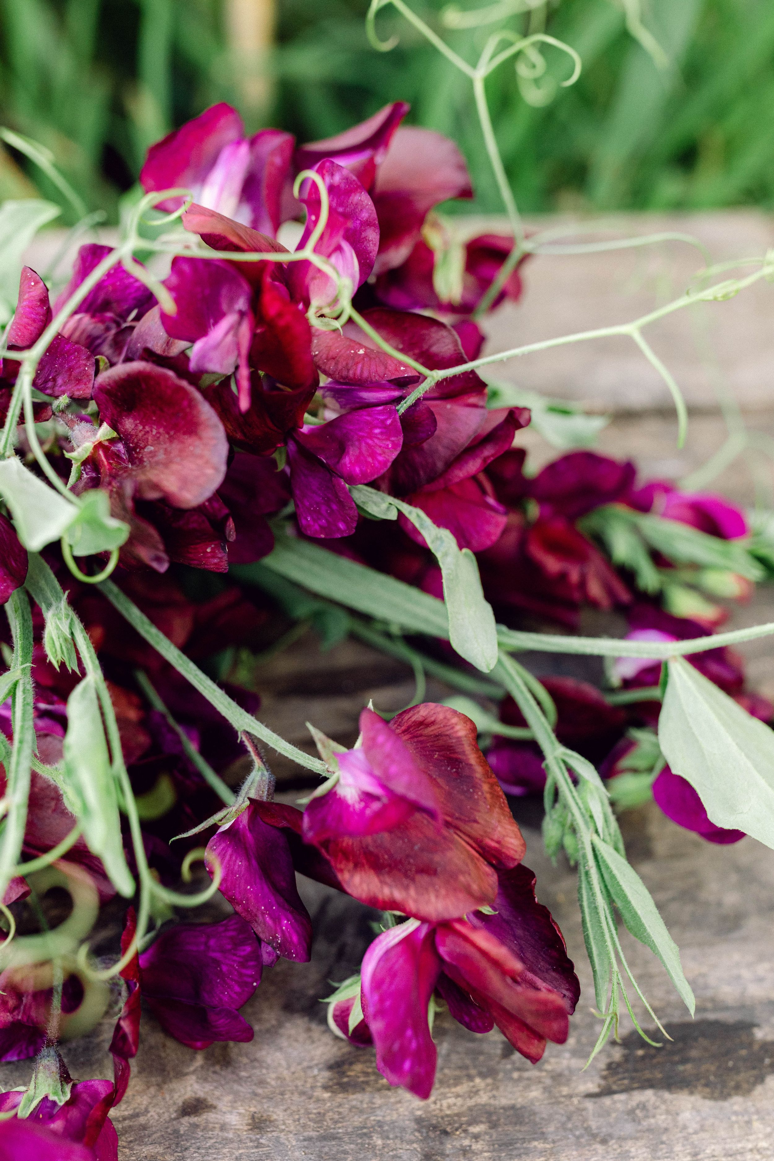 For the love of sweet peas - Ruby Moon