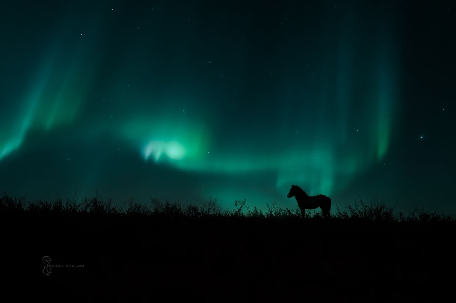 Horses' Art - Elsa MEIER