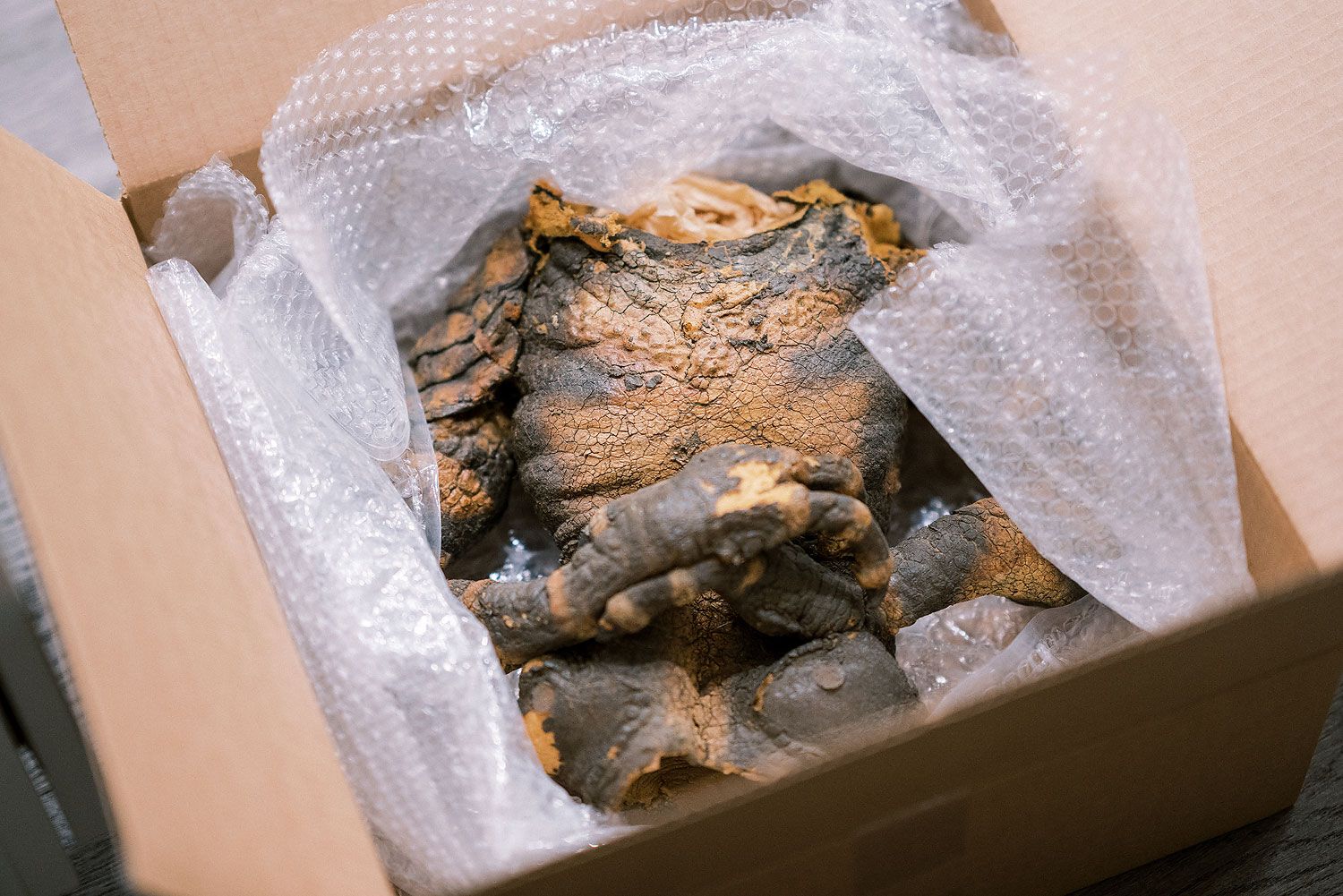 Screen Used Gremlin Movie Prop - The Gremlins Museum