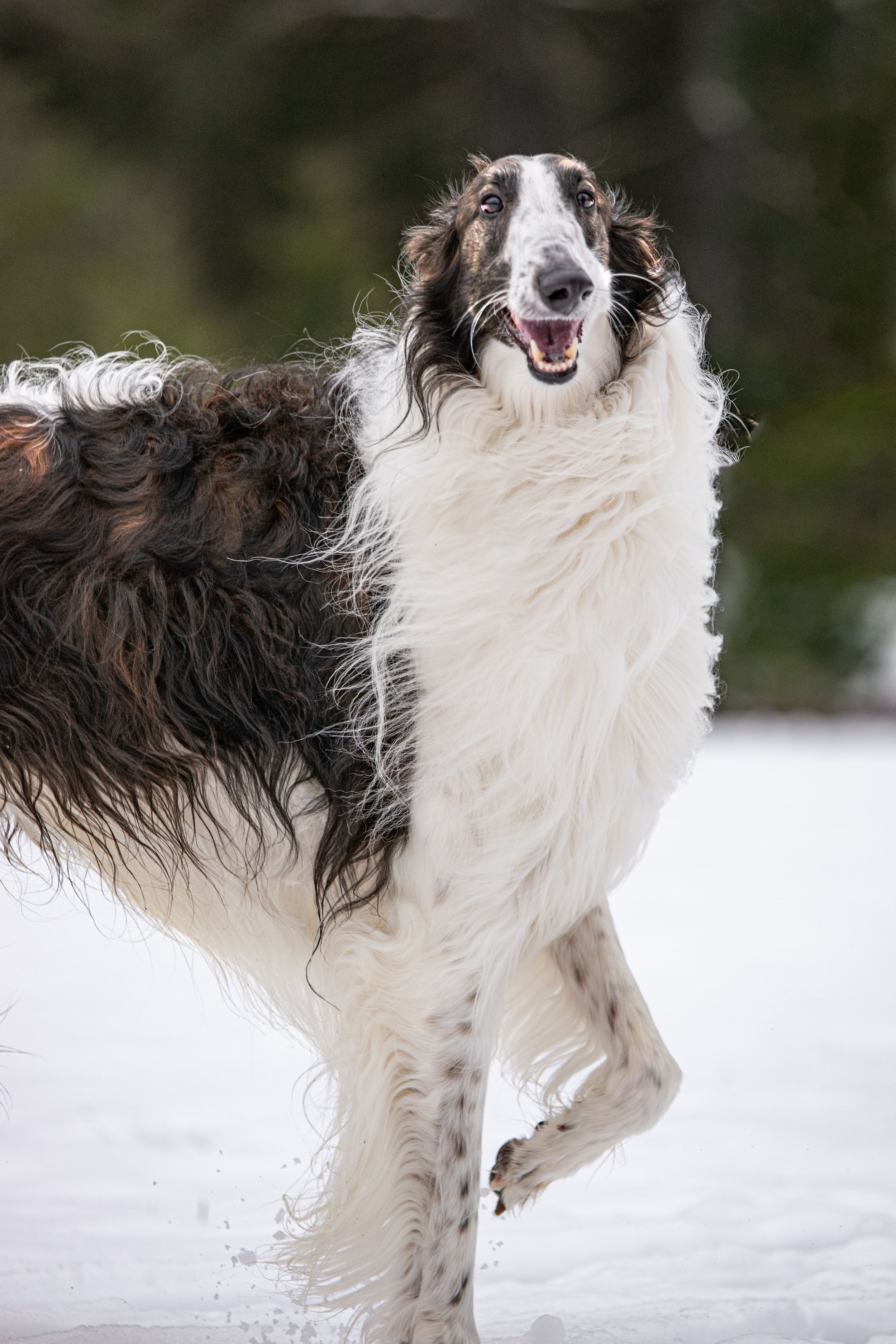 Rare and Rarely Seen Borzoi - Equine & Canine Photography/Maine