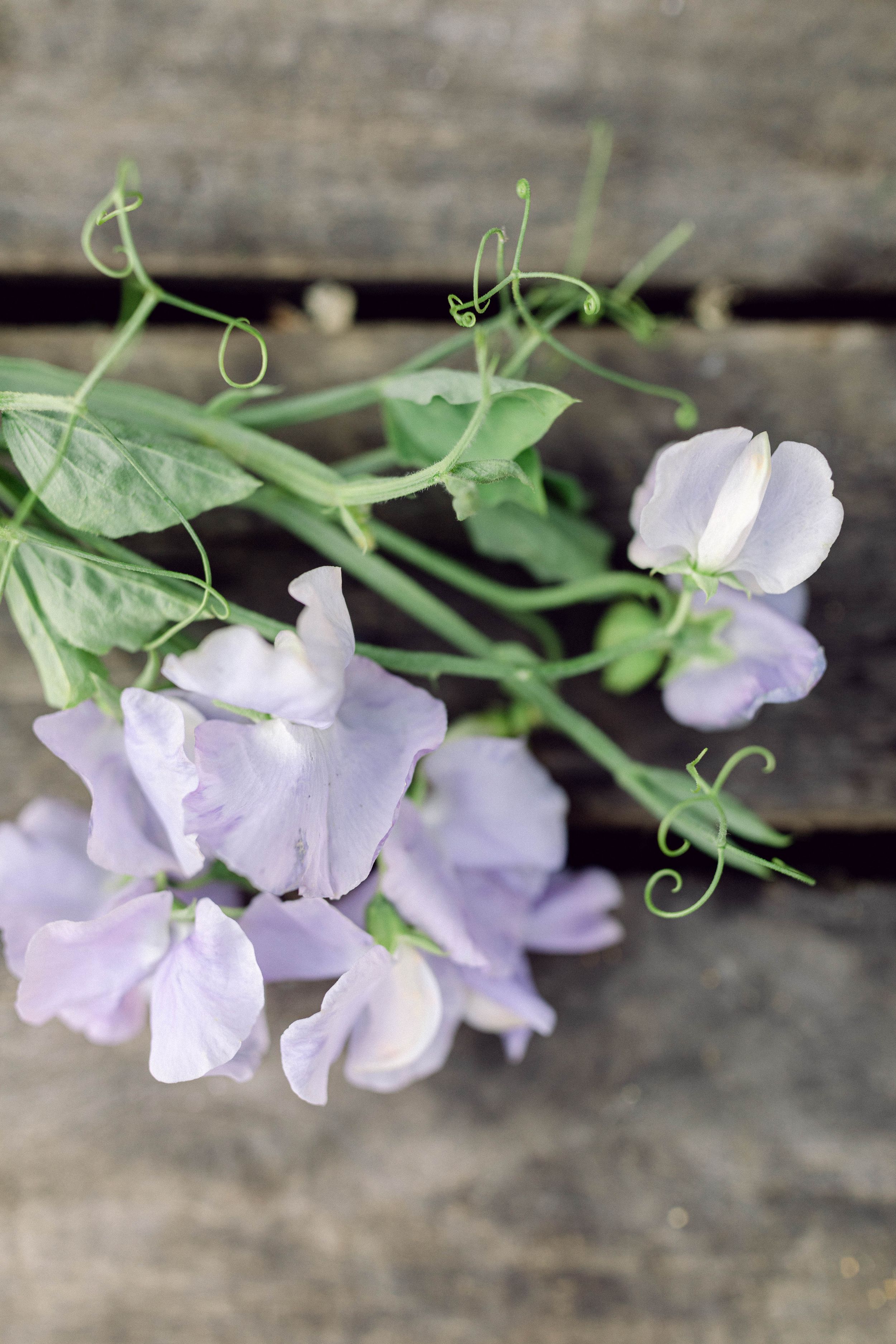 For the love of sweet peas - Ruby Moon