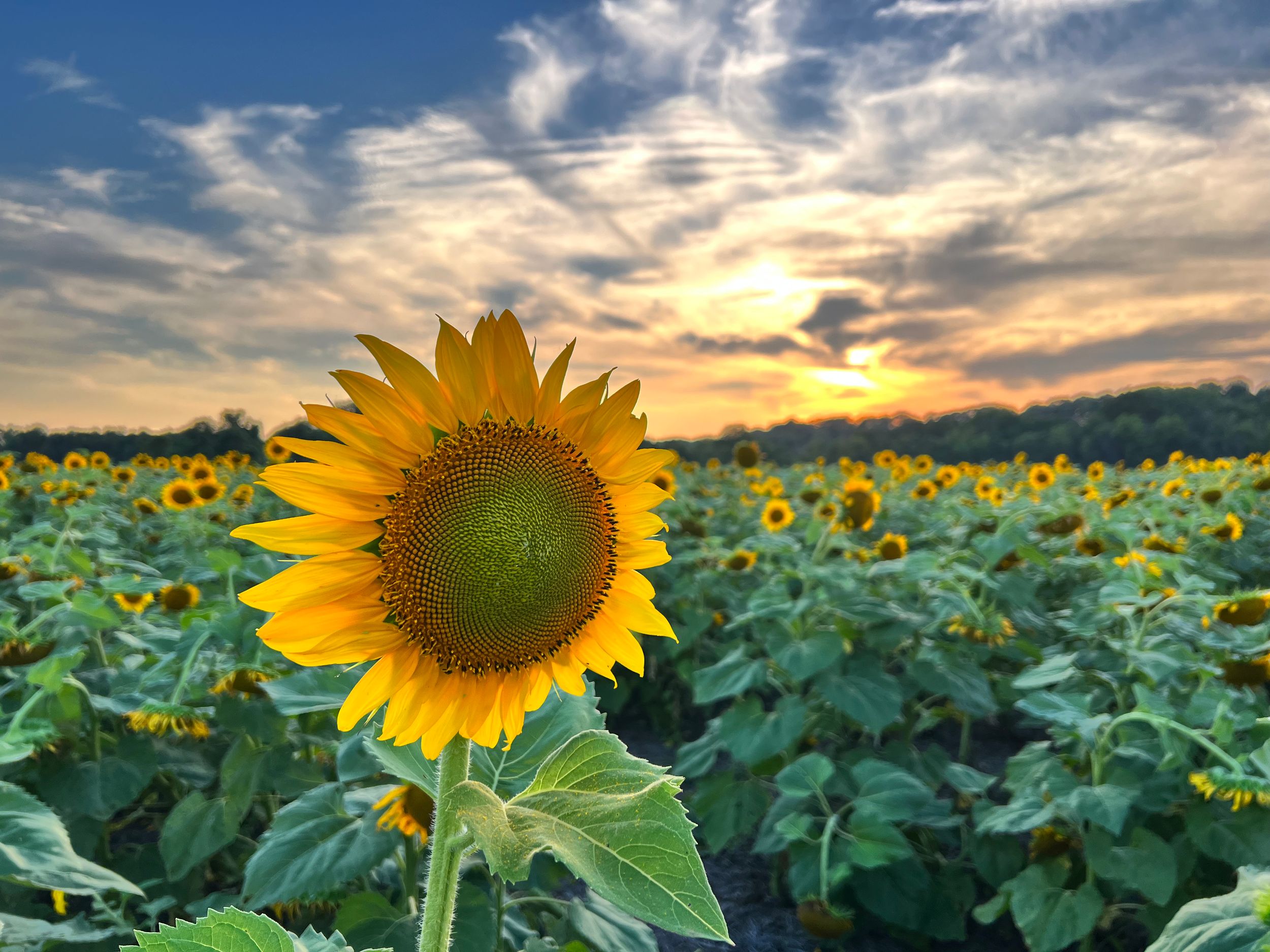 Sharon Potts Photography