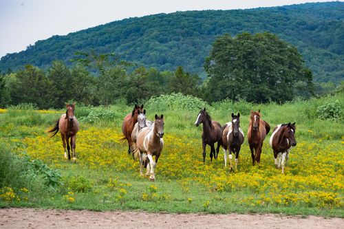 Sharon Potts Photography