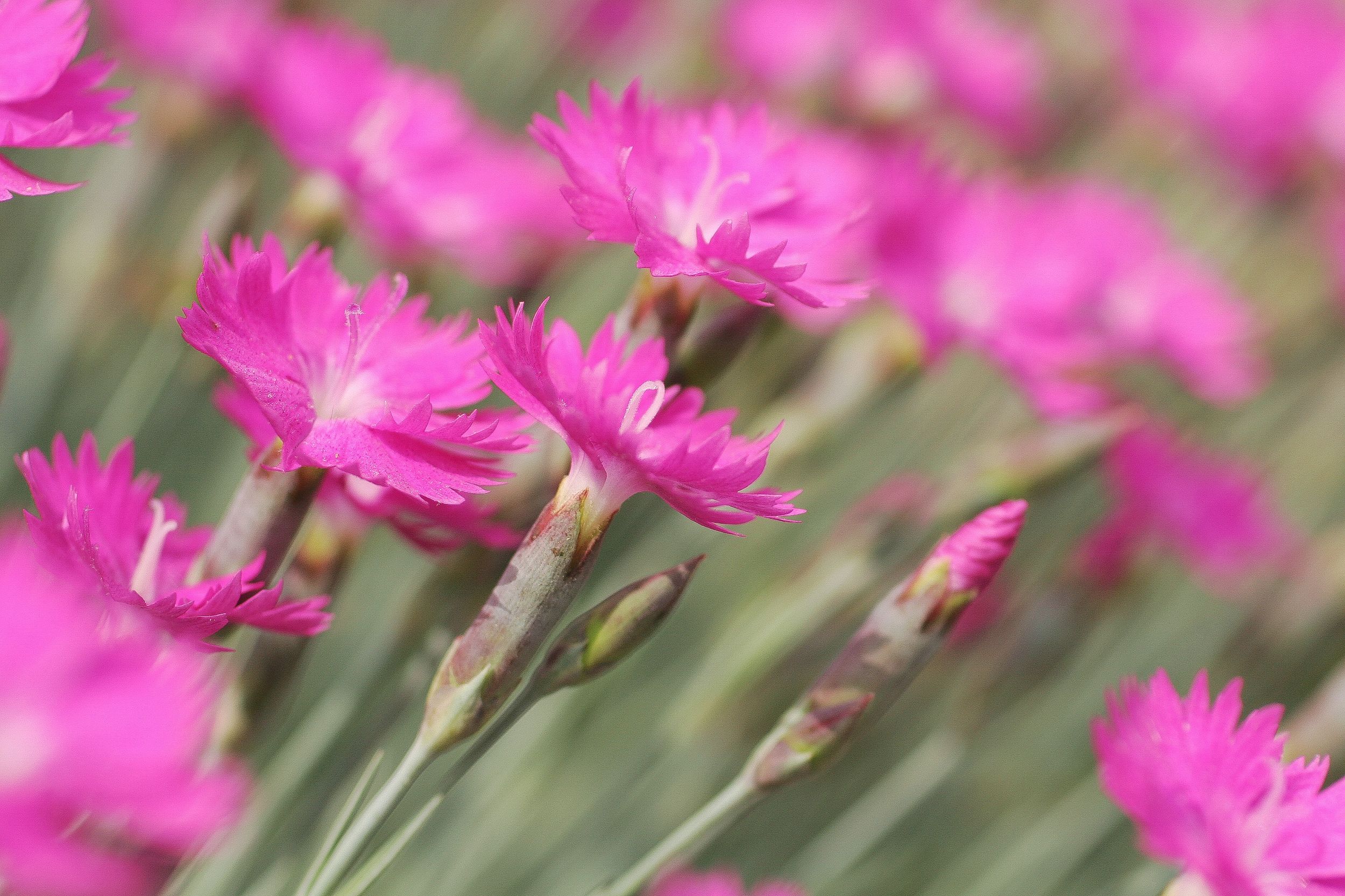 Sharon Potts Photography