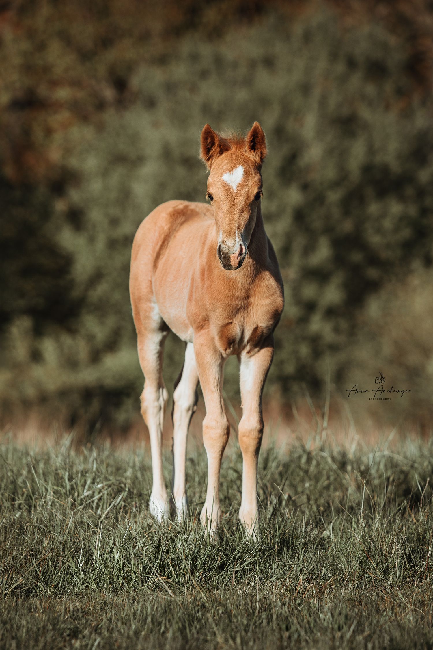 How to find the right photographer for you and your horse - Anna ...