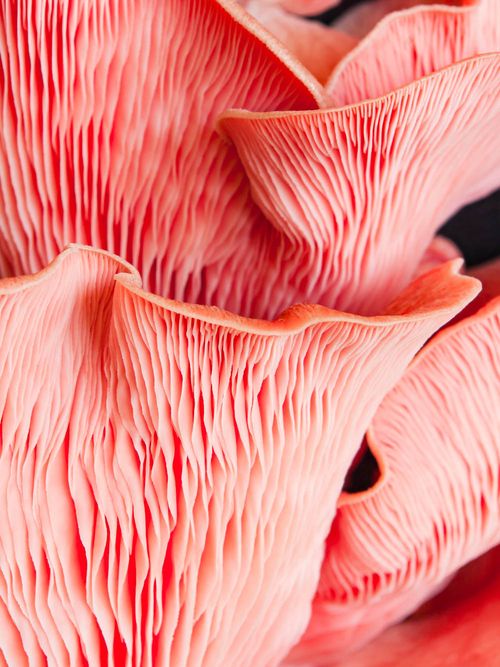 Pink food photography - Nancy Anne Photography