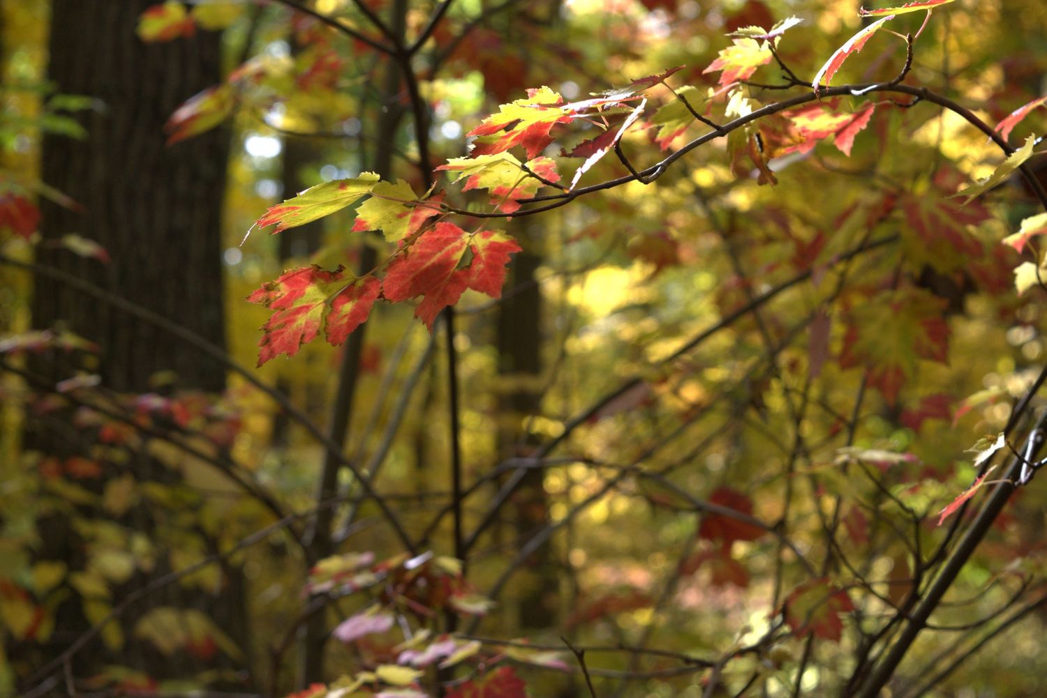 Contact - Bold Focus Media - Photography