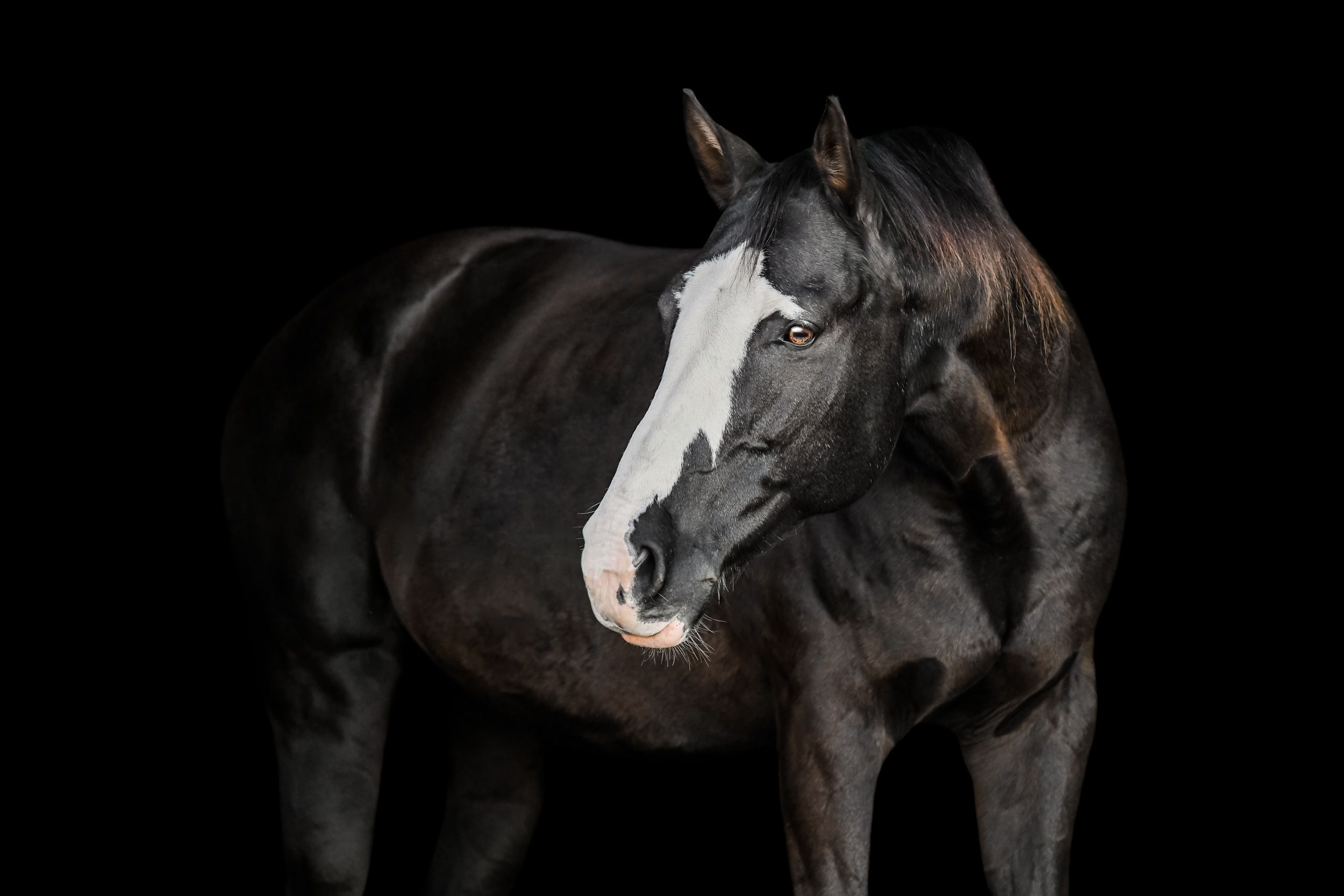 Siege | Black Background Horse Portraits | Rochester, NY - Buffalo, WNY ...