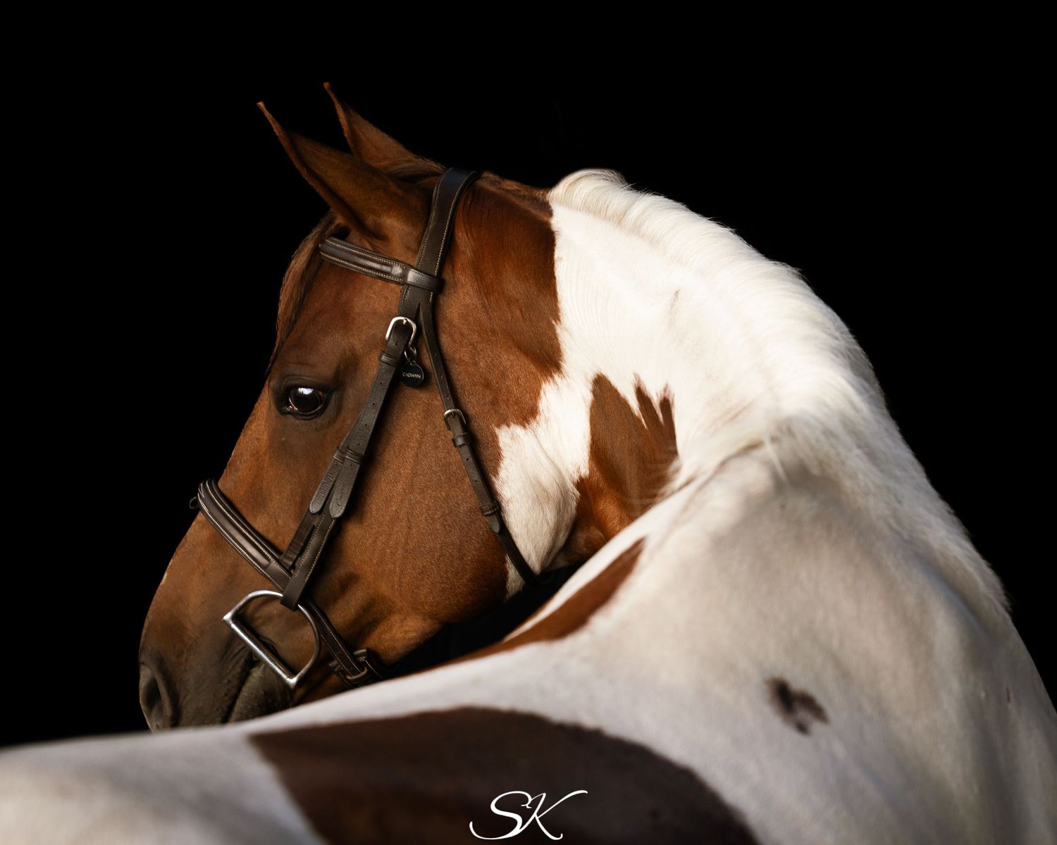 Equine Portraiture - Samantha Kemp Photography