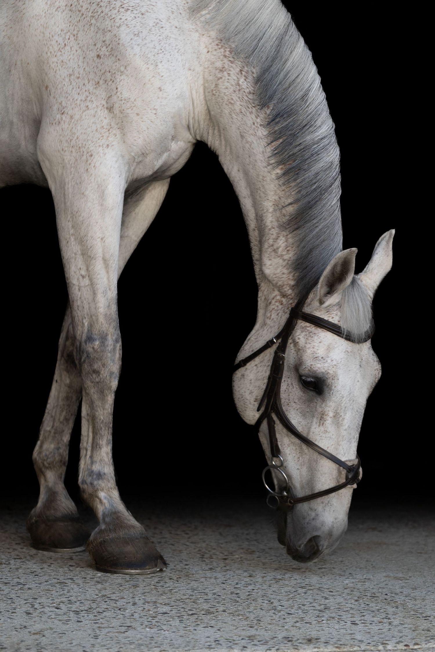 Equine Portraiture - Samantha Kemp Photography