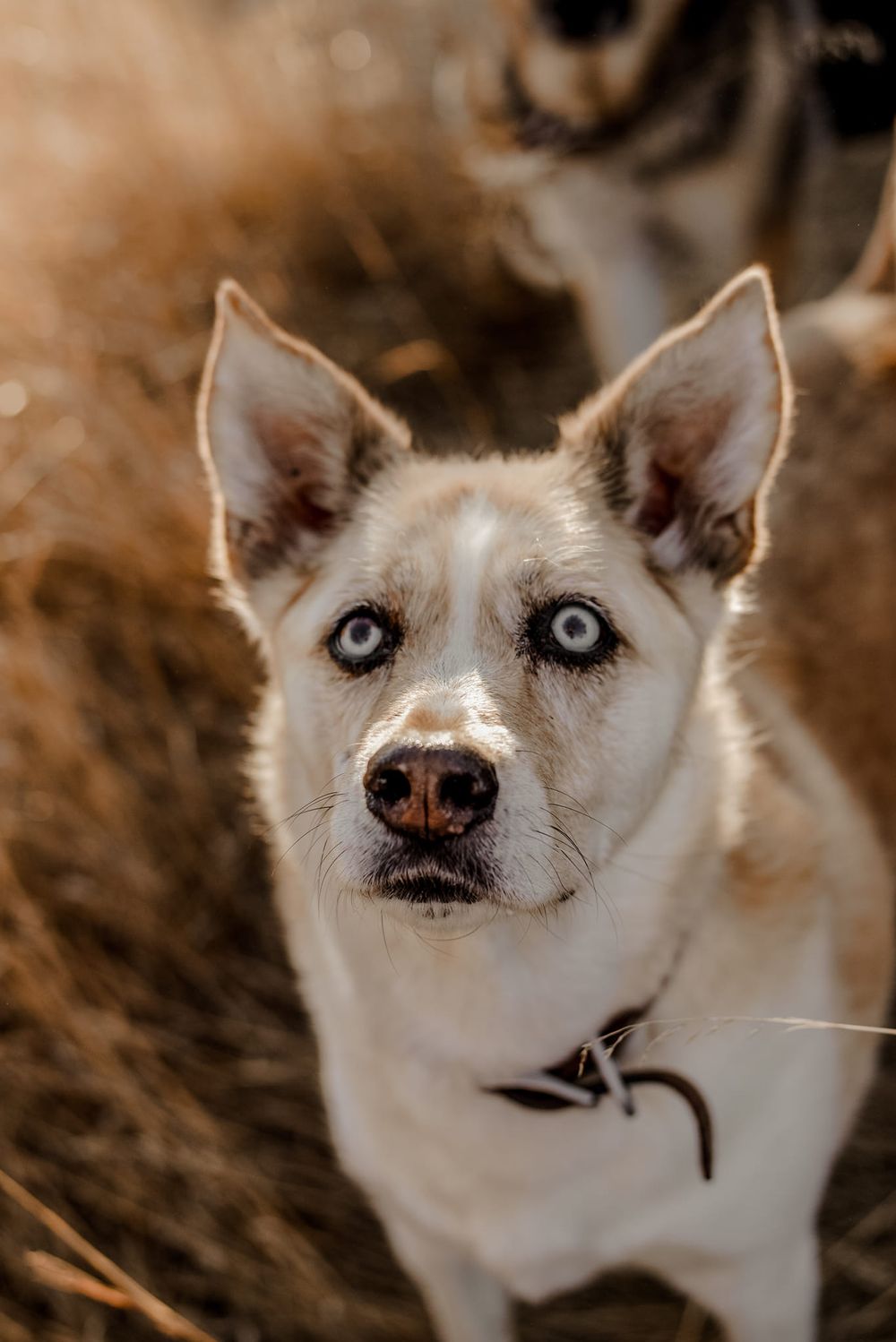 Lyka Lane - The Wandering Wolf Imagery