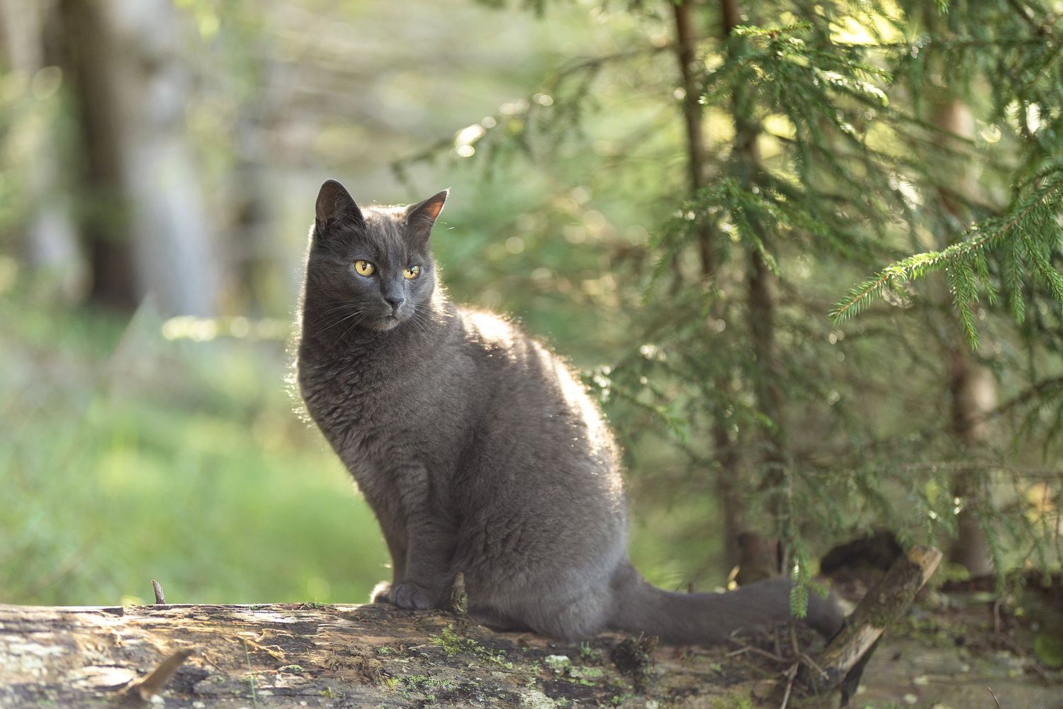 DYR - Photography Linn-Anette