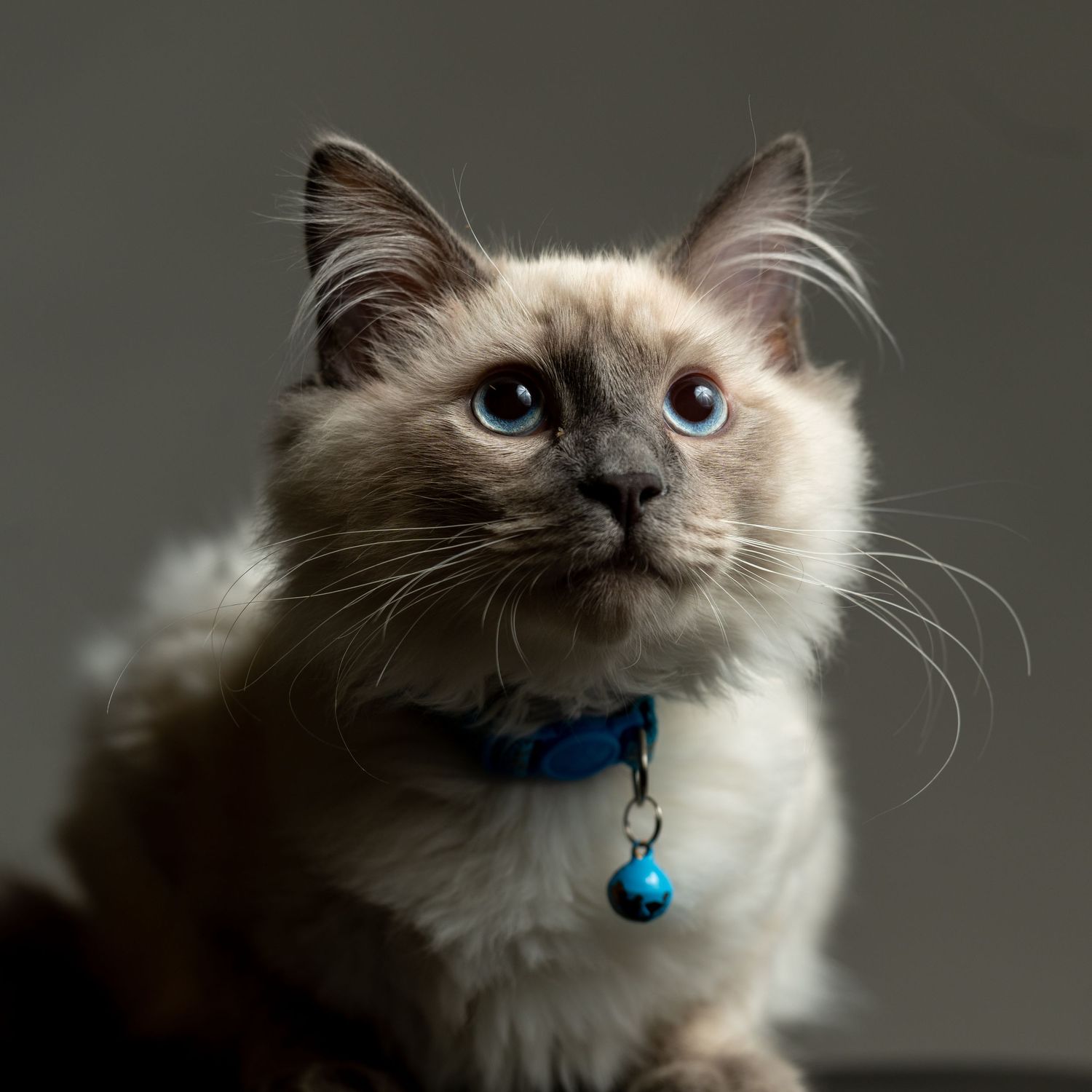 Gallery C - Steel String Photography