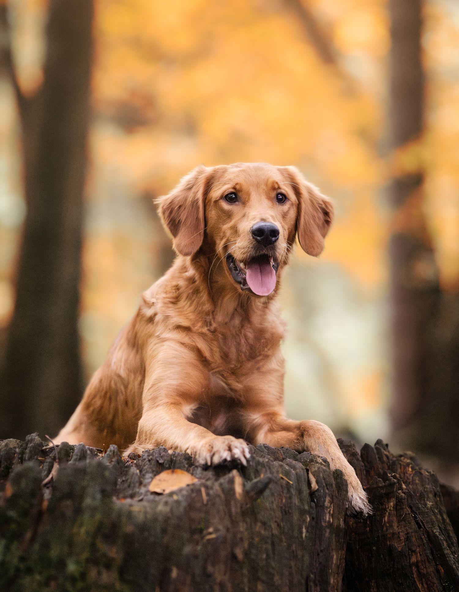 Freya - Cheshire based Golden Retrievers and Labradors