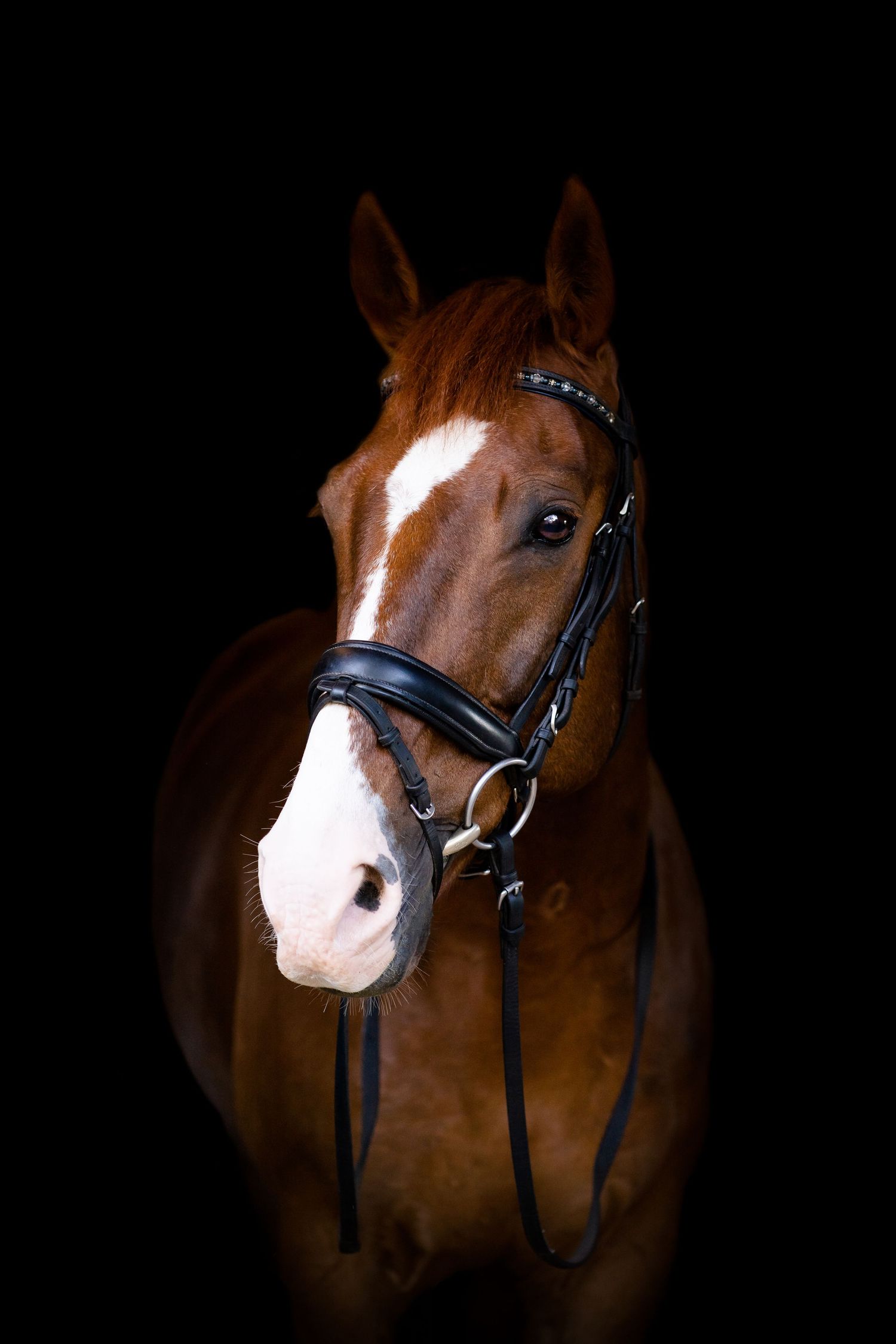 Engagement - Mane Frames Equine Imagery