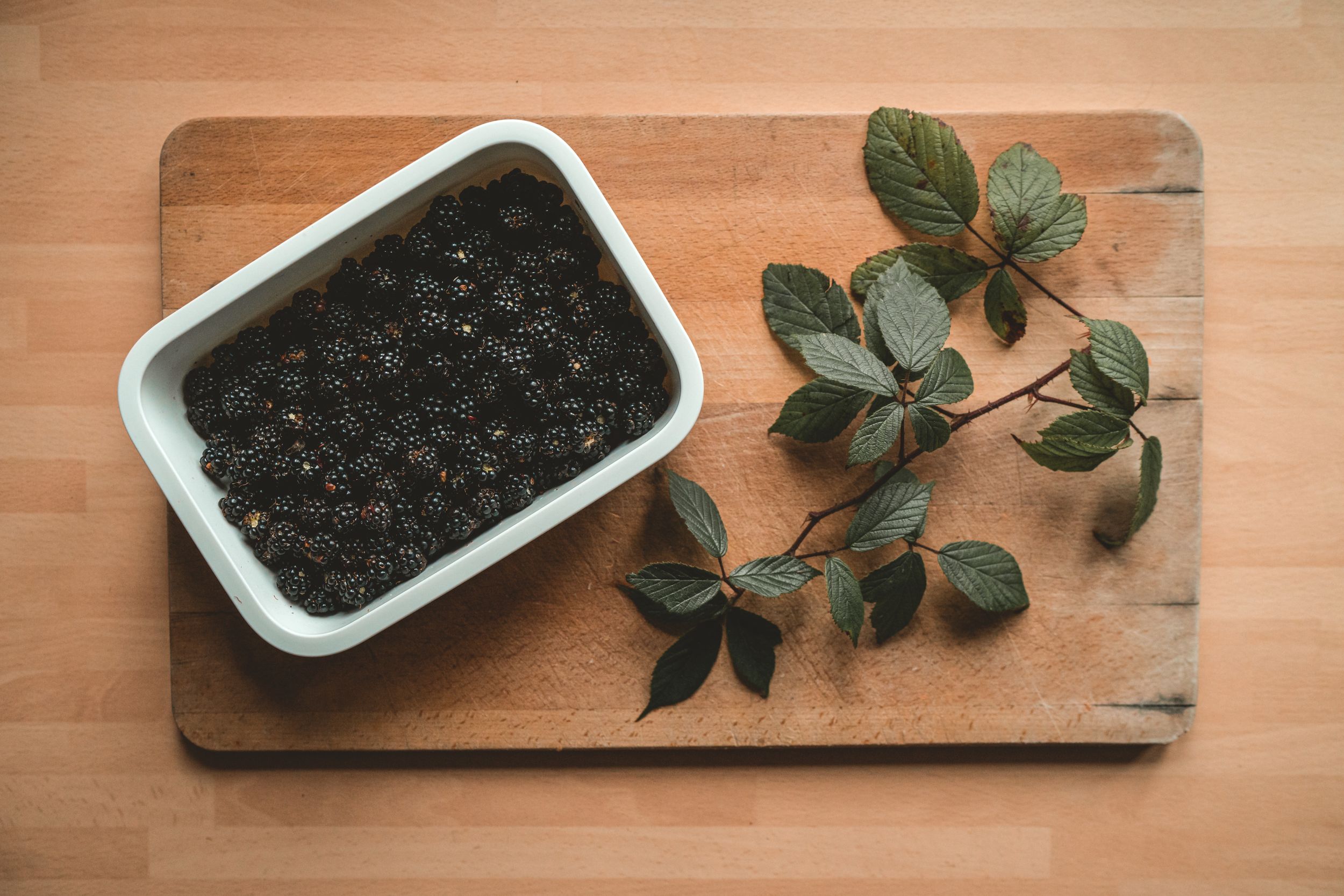 Foraging Equipment Essentials - The Grizzly Forager: The Definitive ...