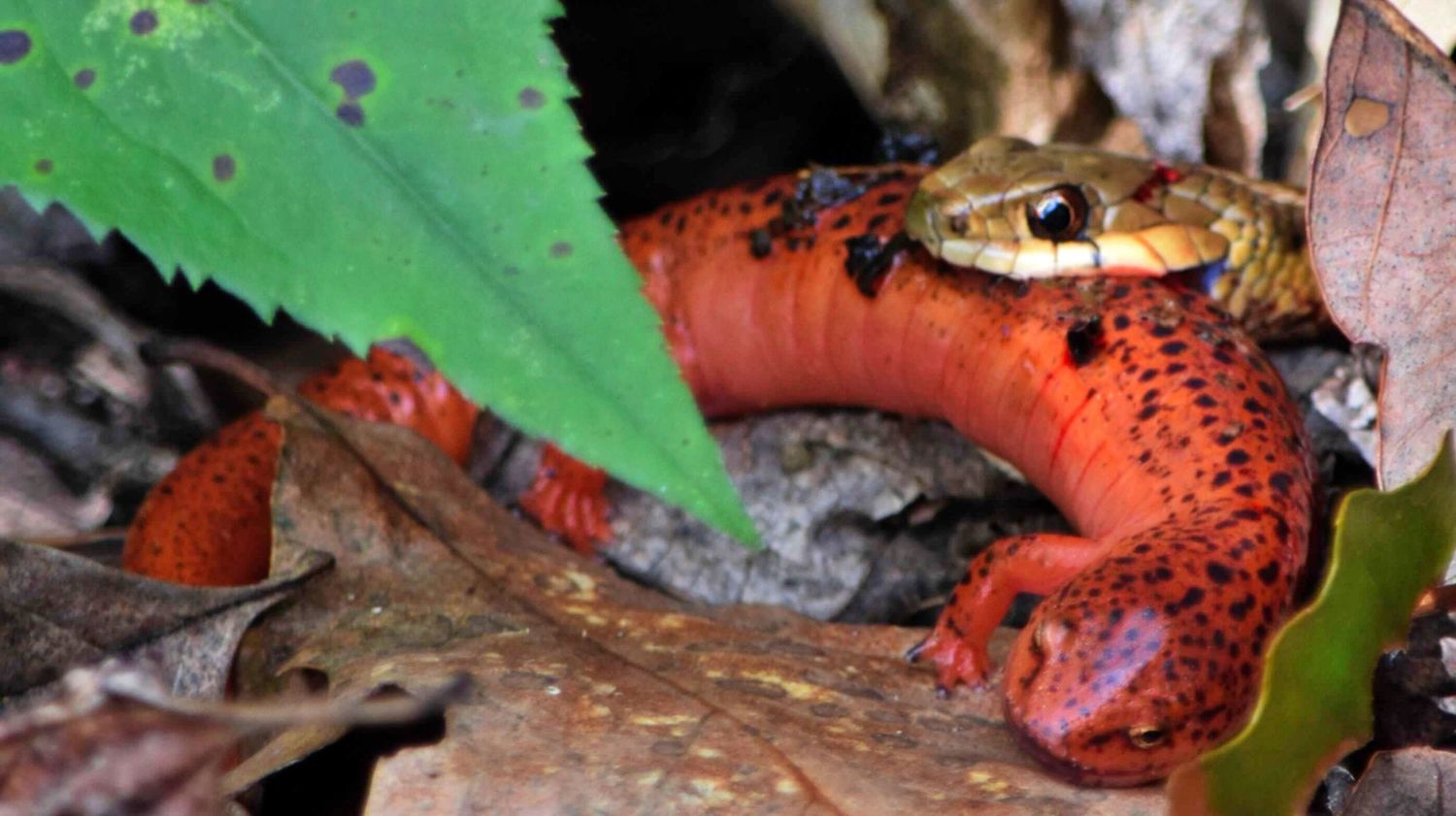 Northern Red Salamander - Gone Herping Photography