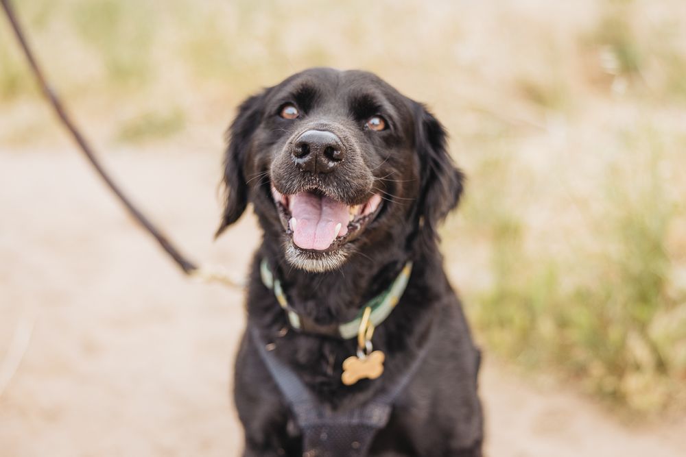 How to Prep for a Photo Session with Your Dog | Santa Barbara Dog ...