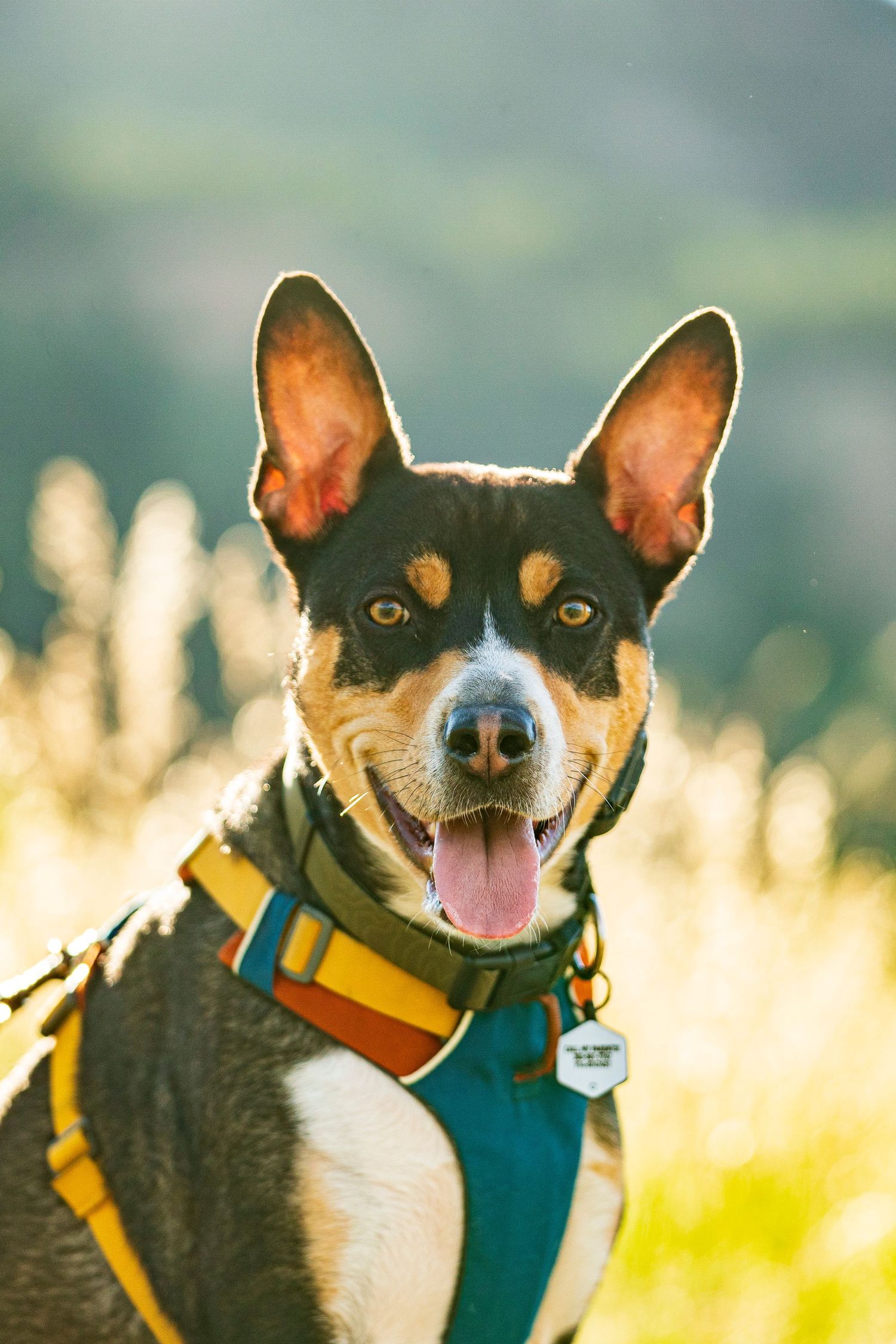 Meet Bagel - For the Love of the Pups