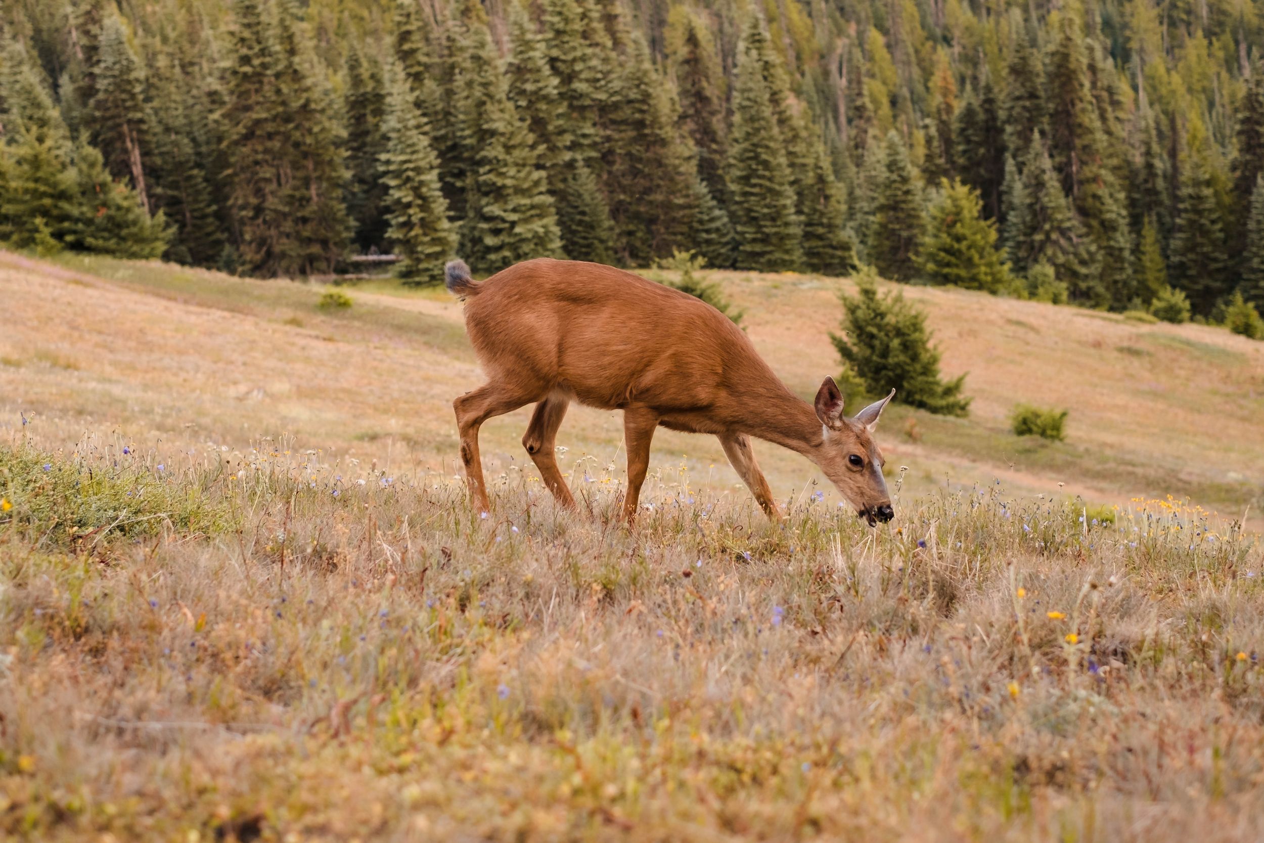 Elope in Olympic National park - St Sure Photography