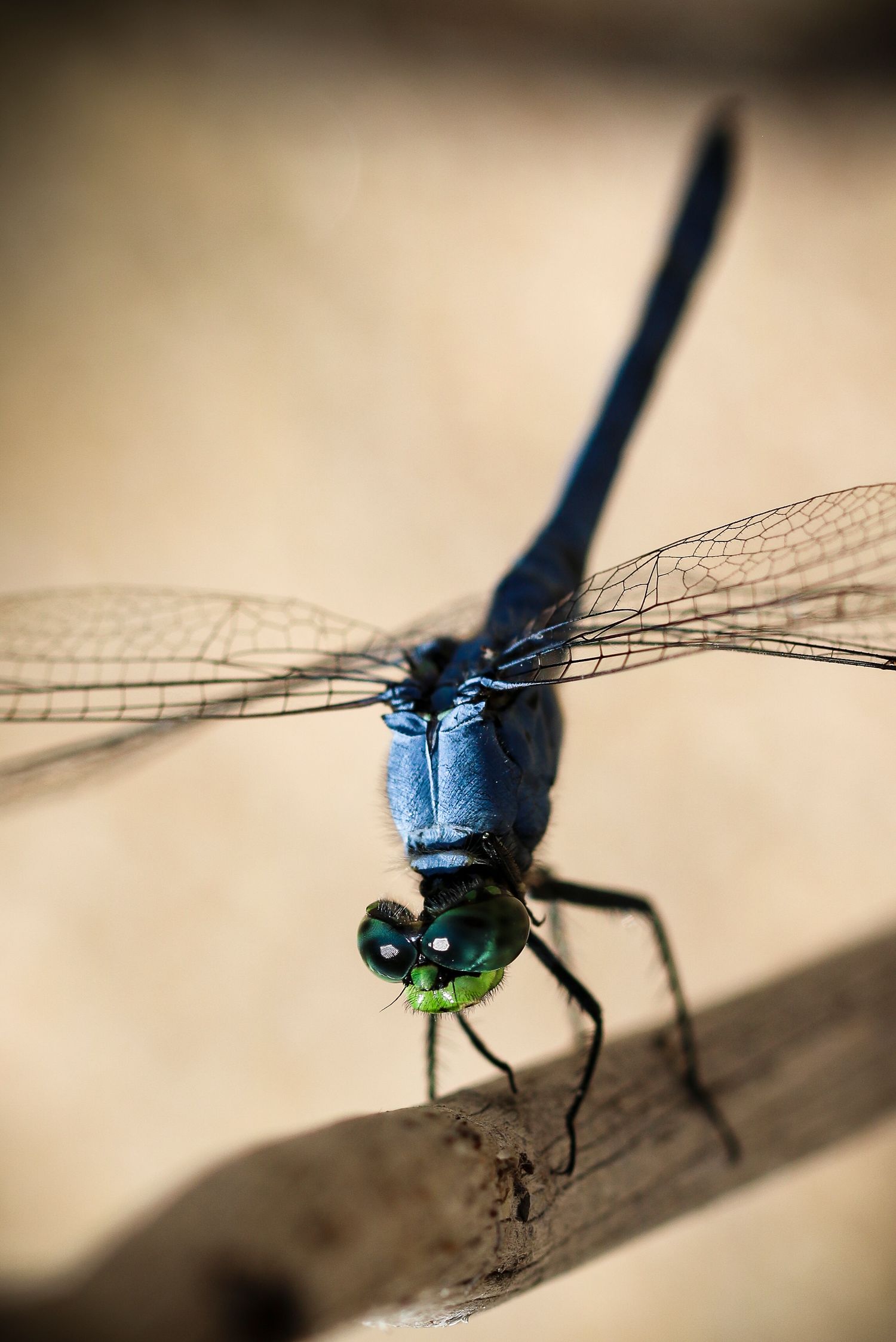 Nature - Askew Images